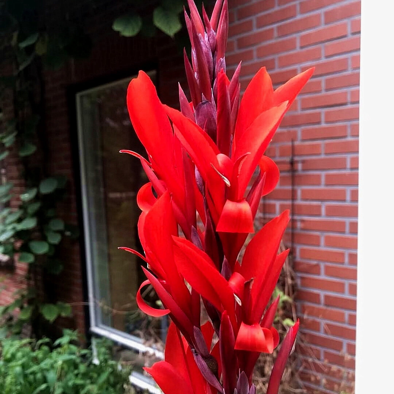 Canna Lily Rhizomes – Heat-Tolerant Plants for Outdoor Borders ...