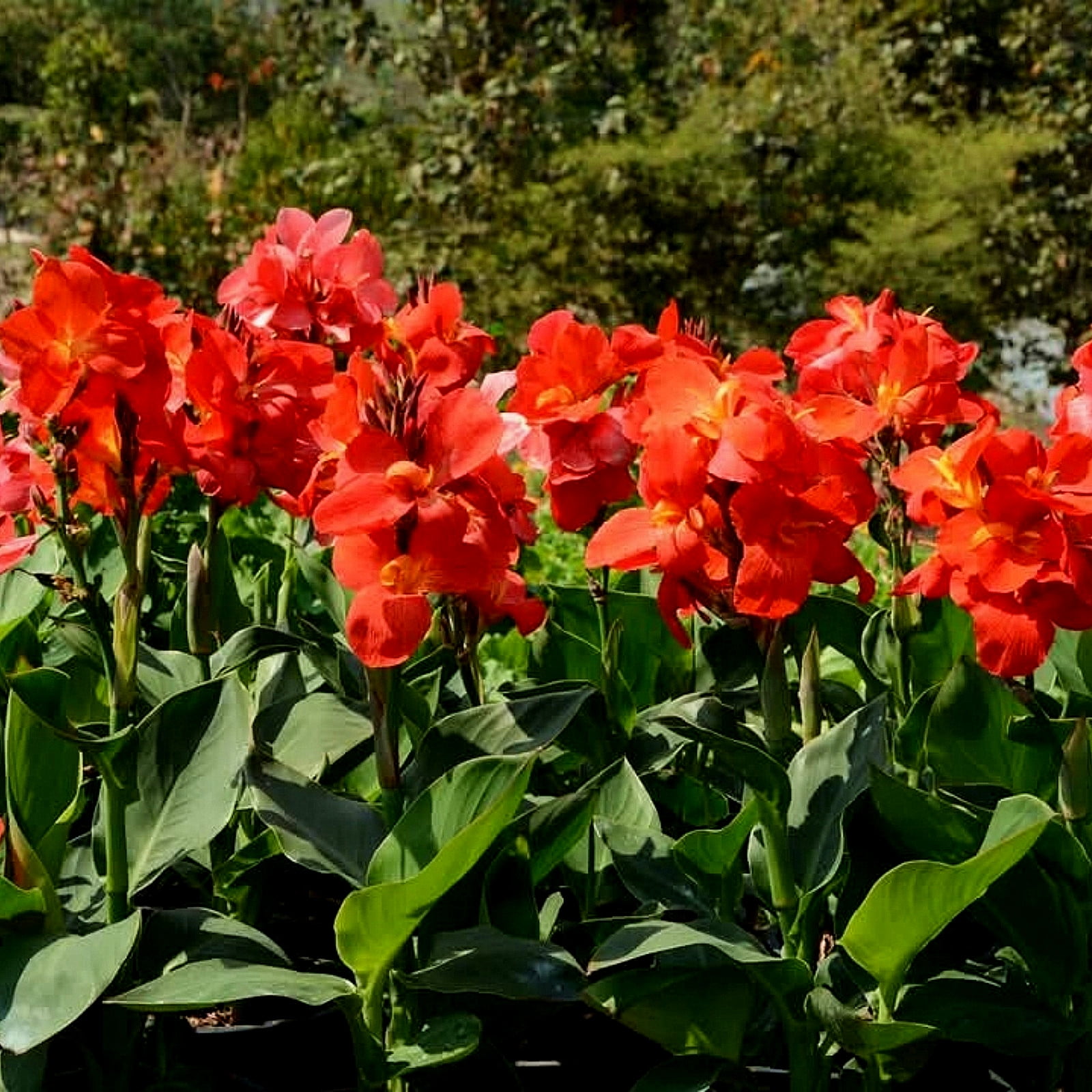 Canna Lily Rhizomes – Heat-Tolerant Plants for Outdoor Borders ...