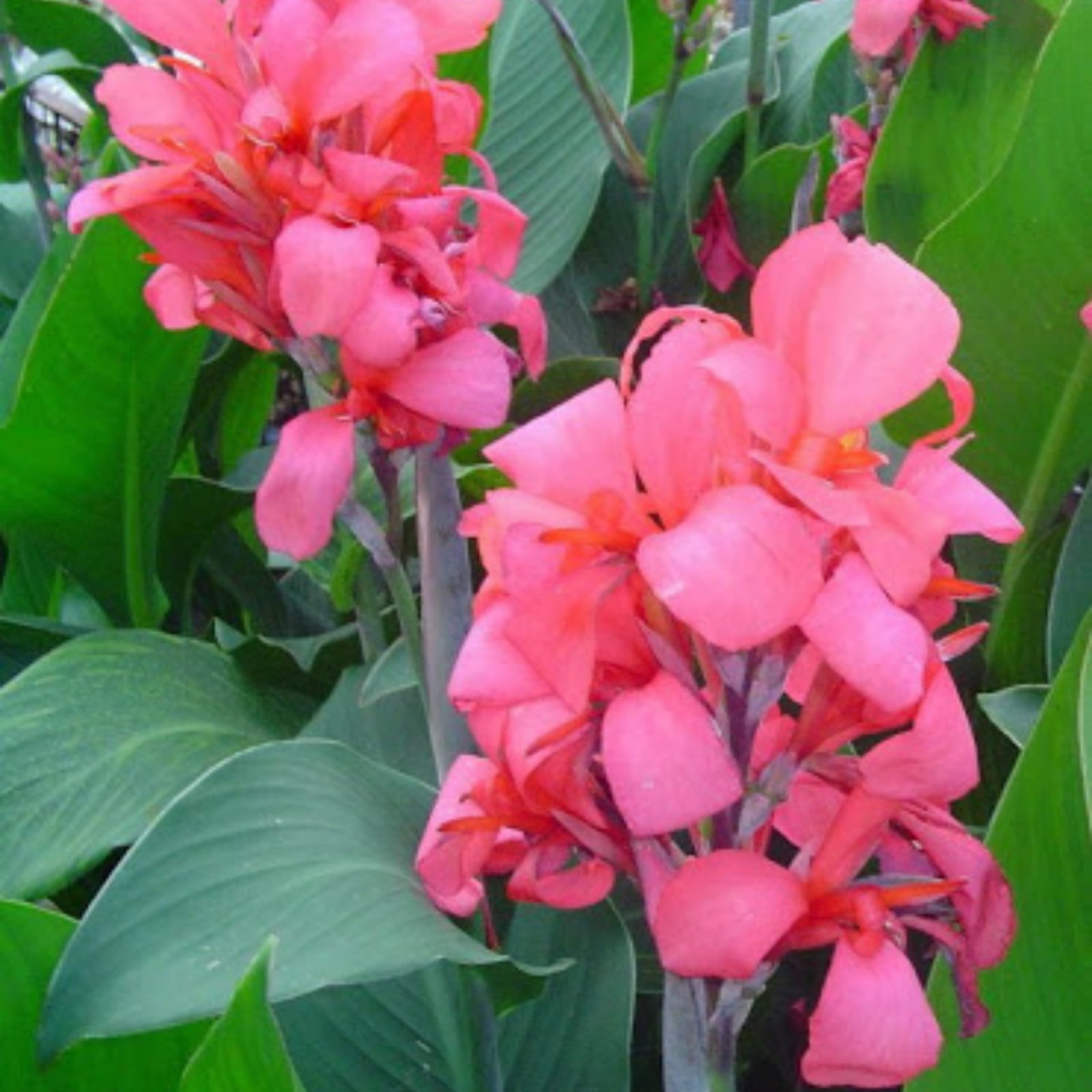 Canna/Perennial Summer Flower/Holiday Gift/Garden Decoration - Walmart.com