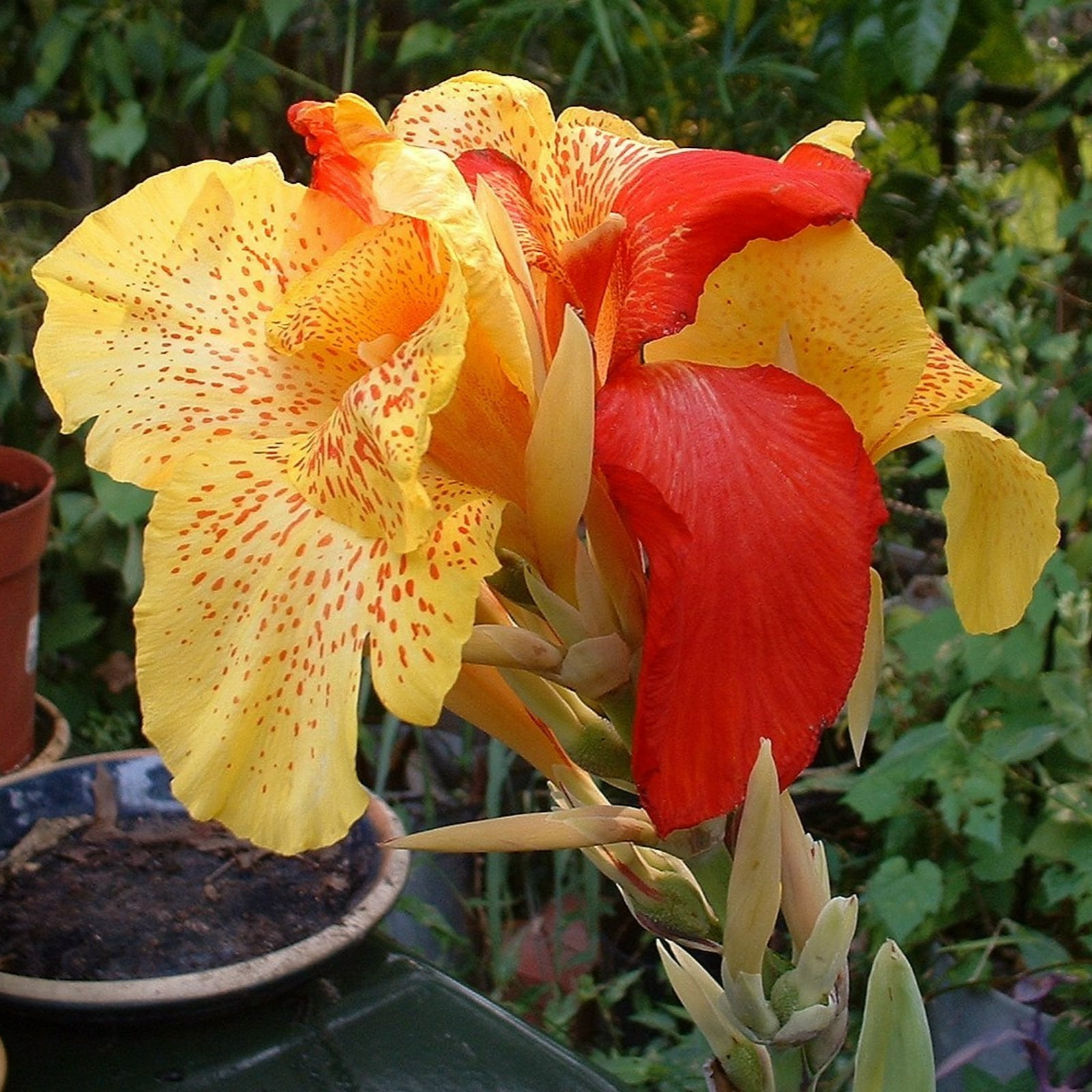 Canna/Perennial Summer Flower/Holiday Gift/Garden Decoration - Walmart.com