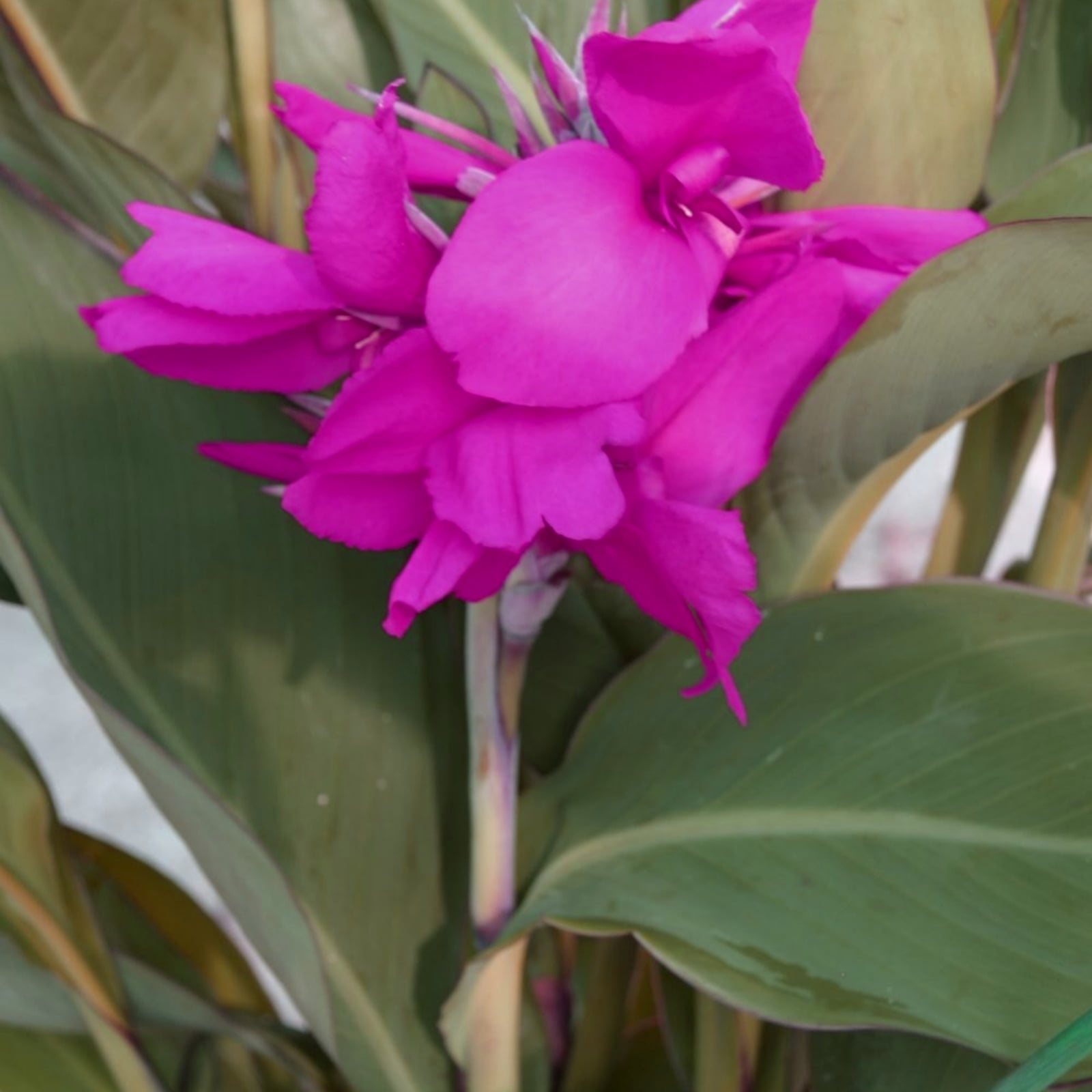 Canna/Perennial Summer Flower/Holiday Gift/Garden Decoration - Walmart.com