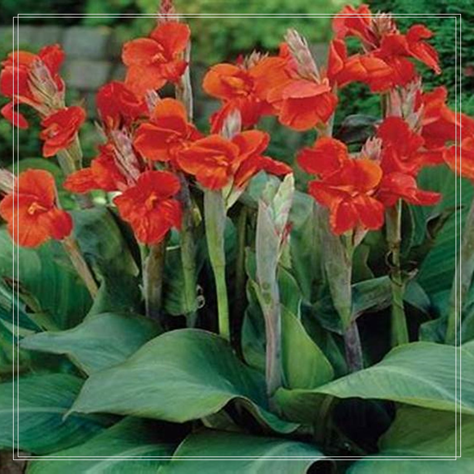 Canna Plant, Grows Vigorously, Rhizome Easy to Grow & Maintain, Large ...
