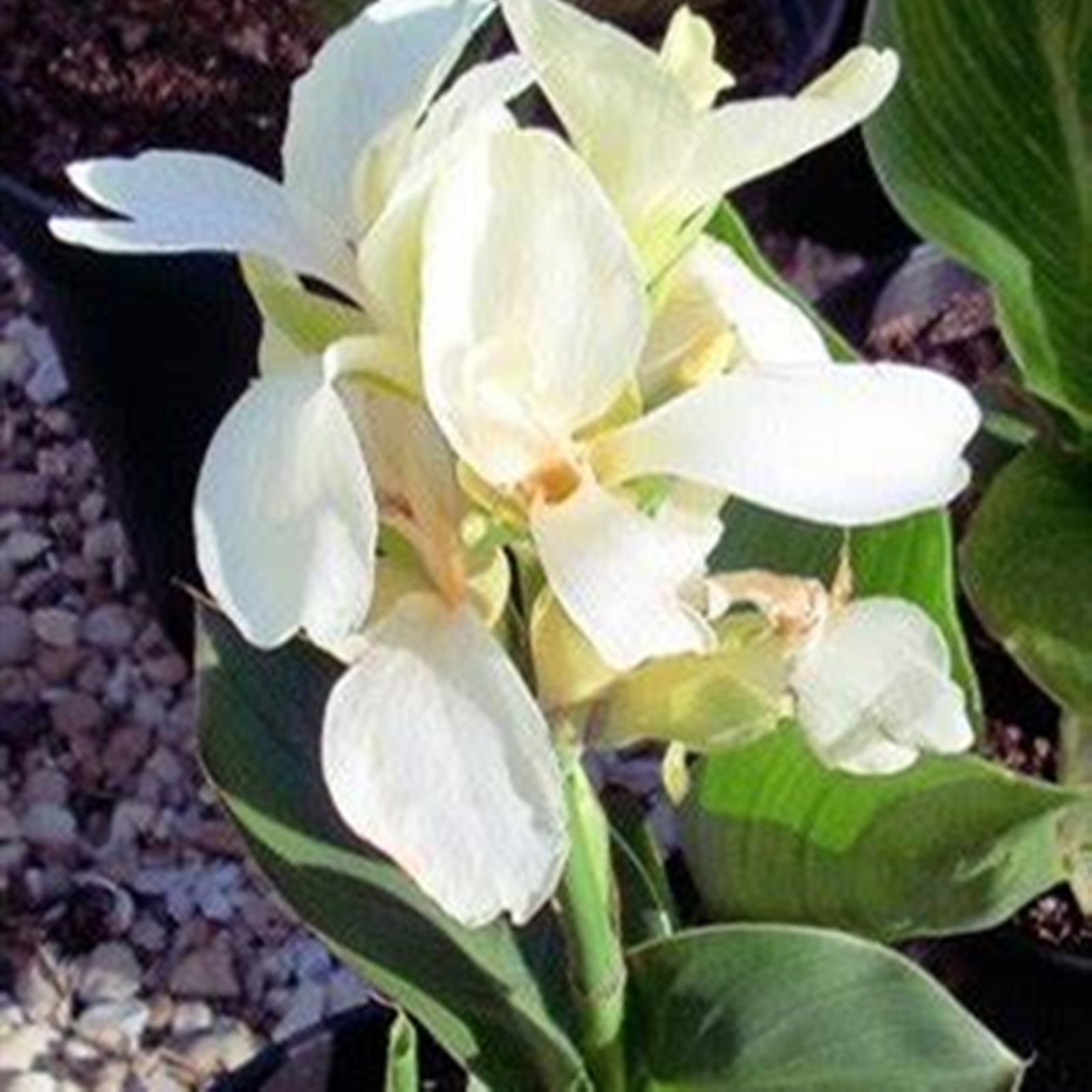 Canna Plant, Large Leaves Used In Gardens And Home Gardens. Grows ...