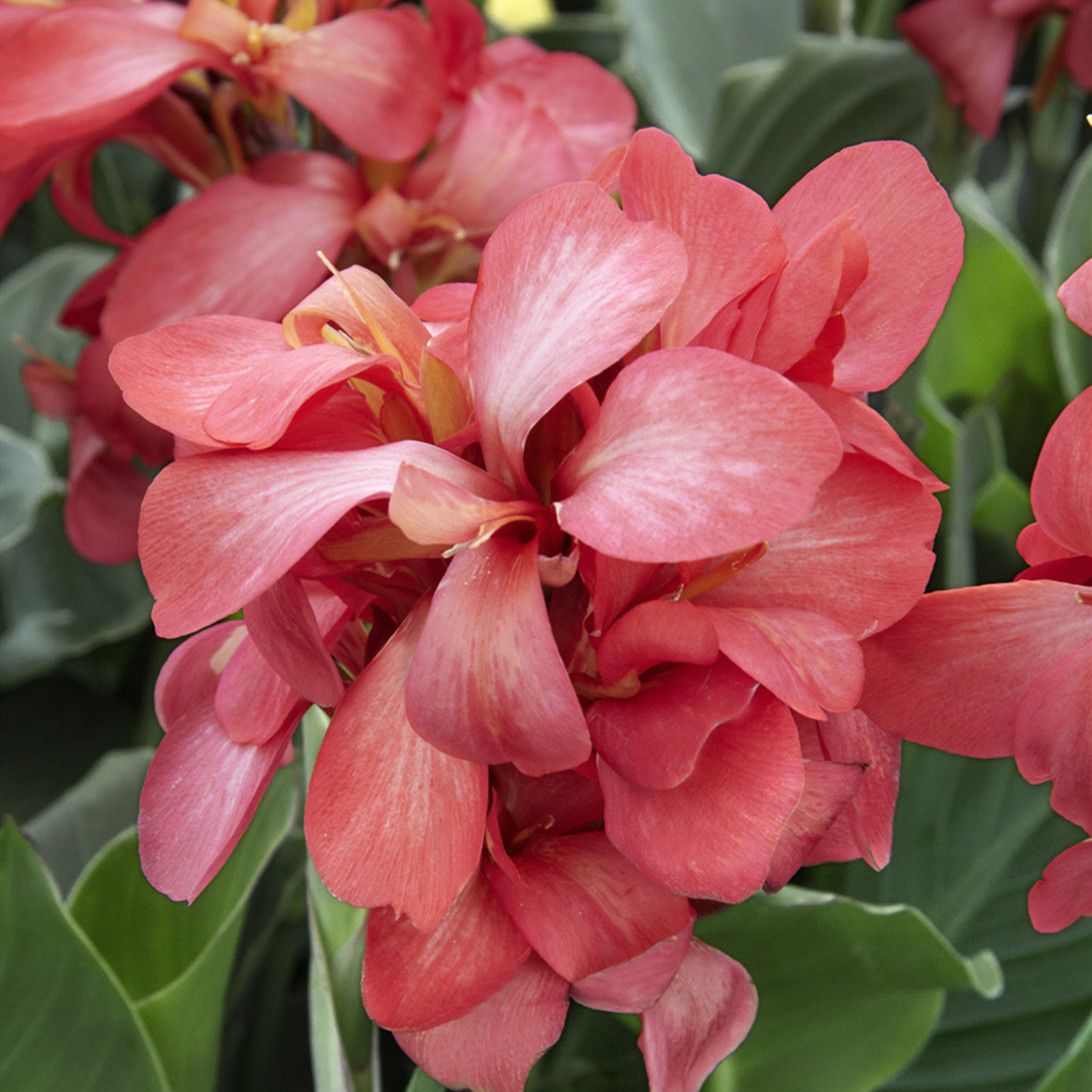 Canna Plant, Large Leaves Used In Gardens And Home Gardens. Grows ...