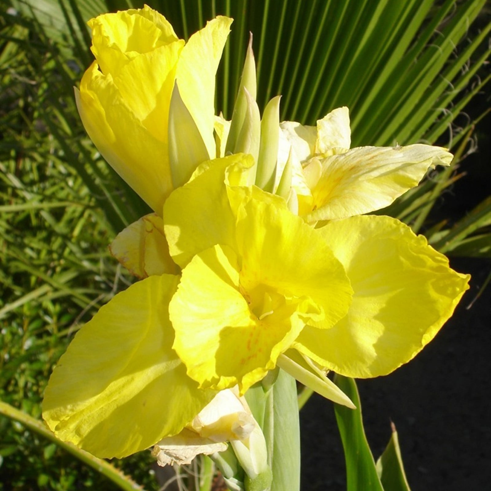 Canna Plant, Large Leaves Used In Gardens And Home Gardens. Grows ...