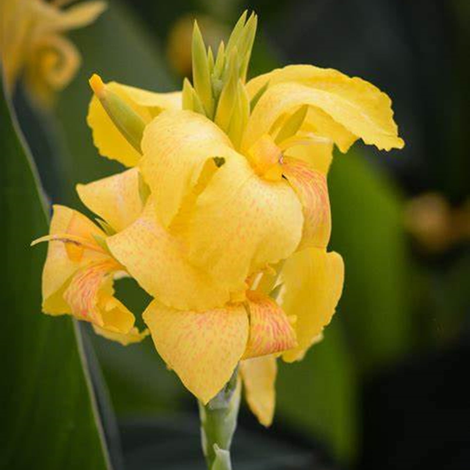 Canna Plant, Large Leaves Used In Gardens And Home Gardens. Grows ...