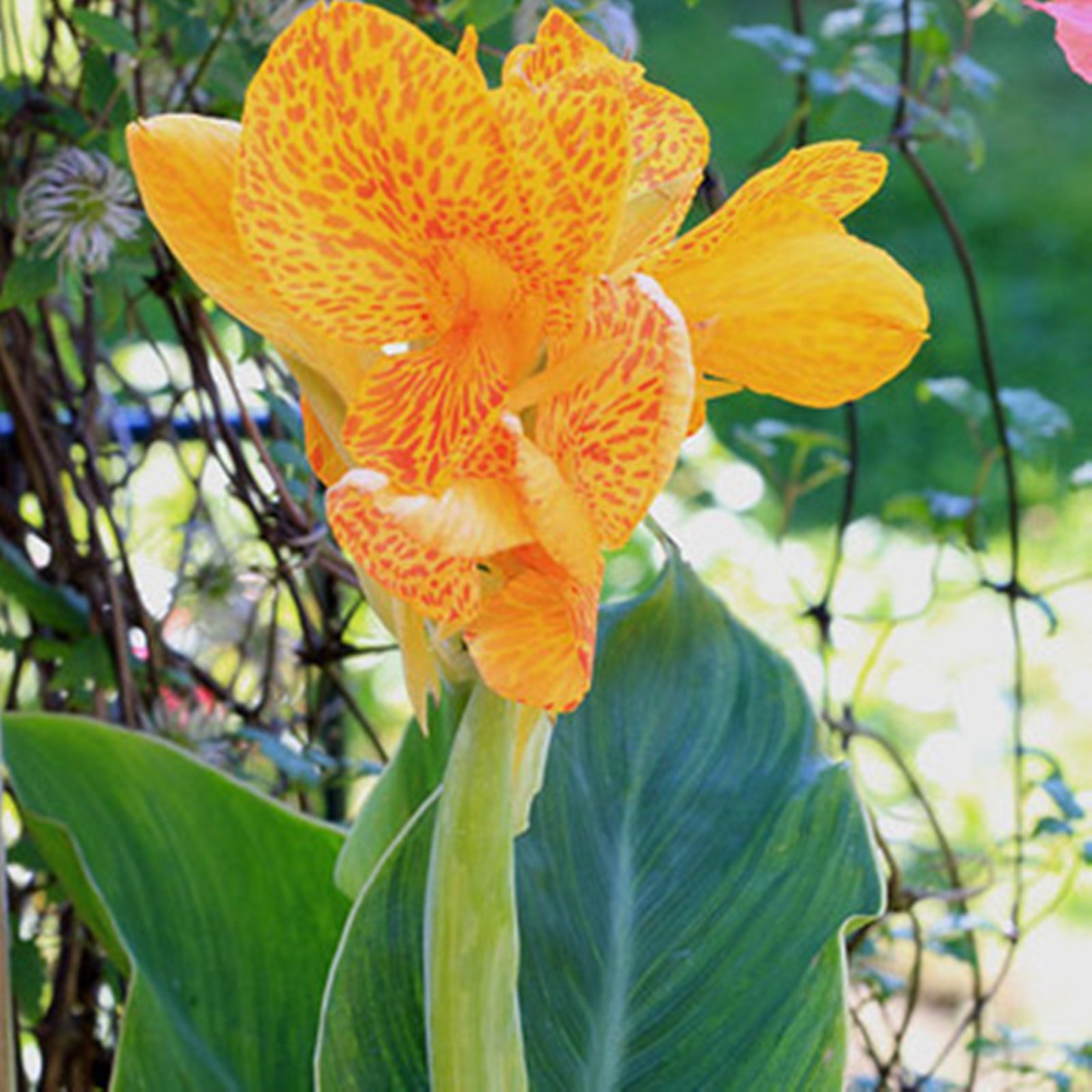 Canna Plant, Large Leaves Used In Gardens And Home Gardens. Grows ...