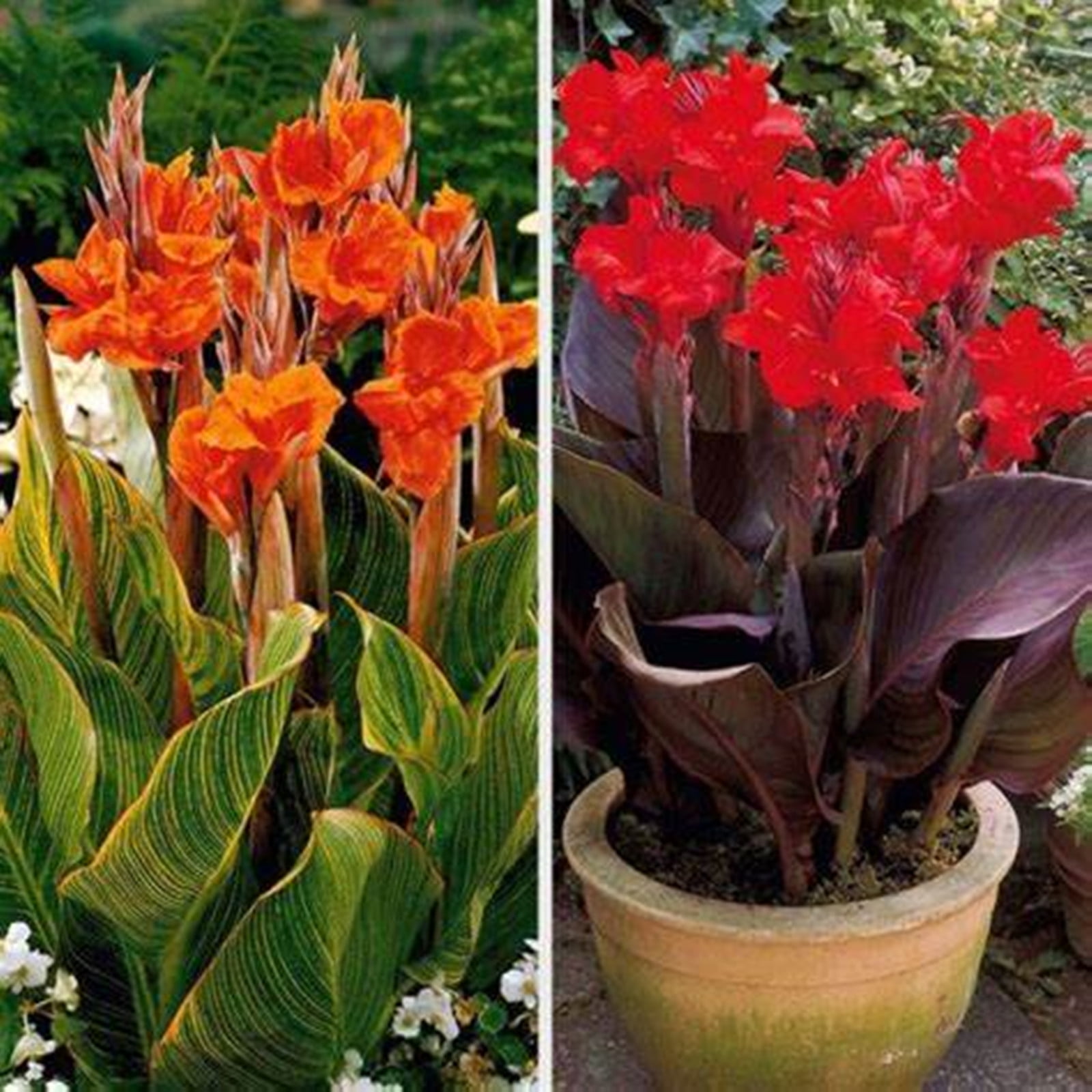 Canna Plant, Large Leaves Used In Gardens And Home Gardens. Grows ...