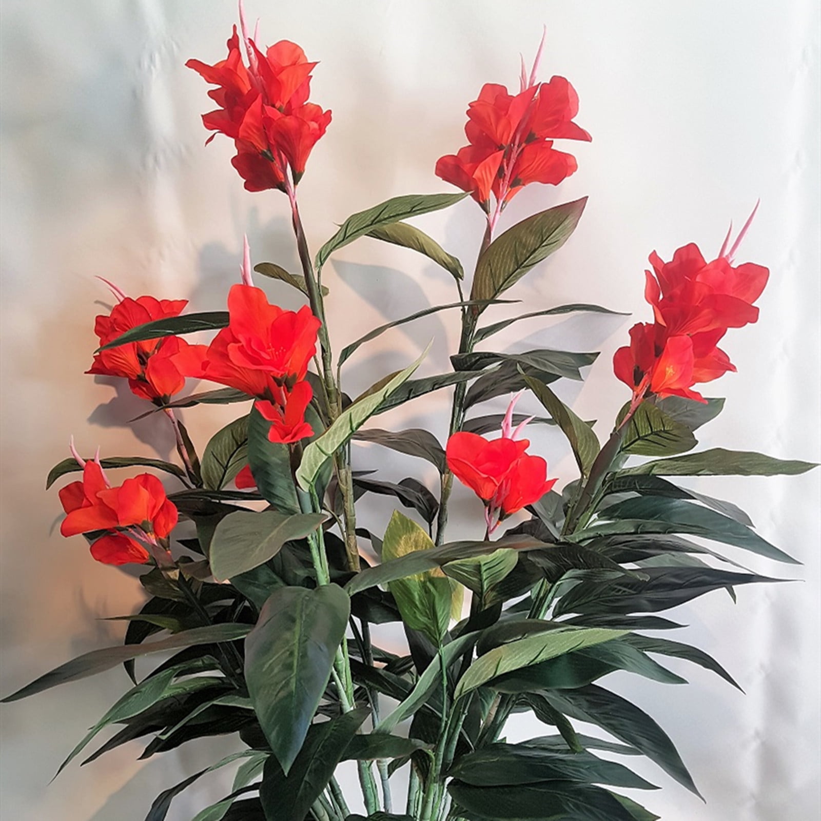 Canna Plant, Large Leaves Used In Gardens And Home Gardens. Grows ...