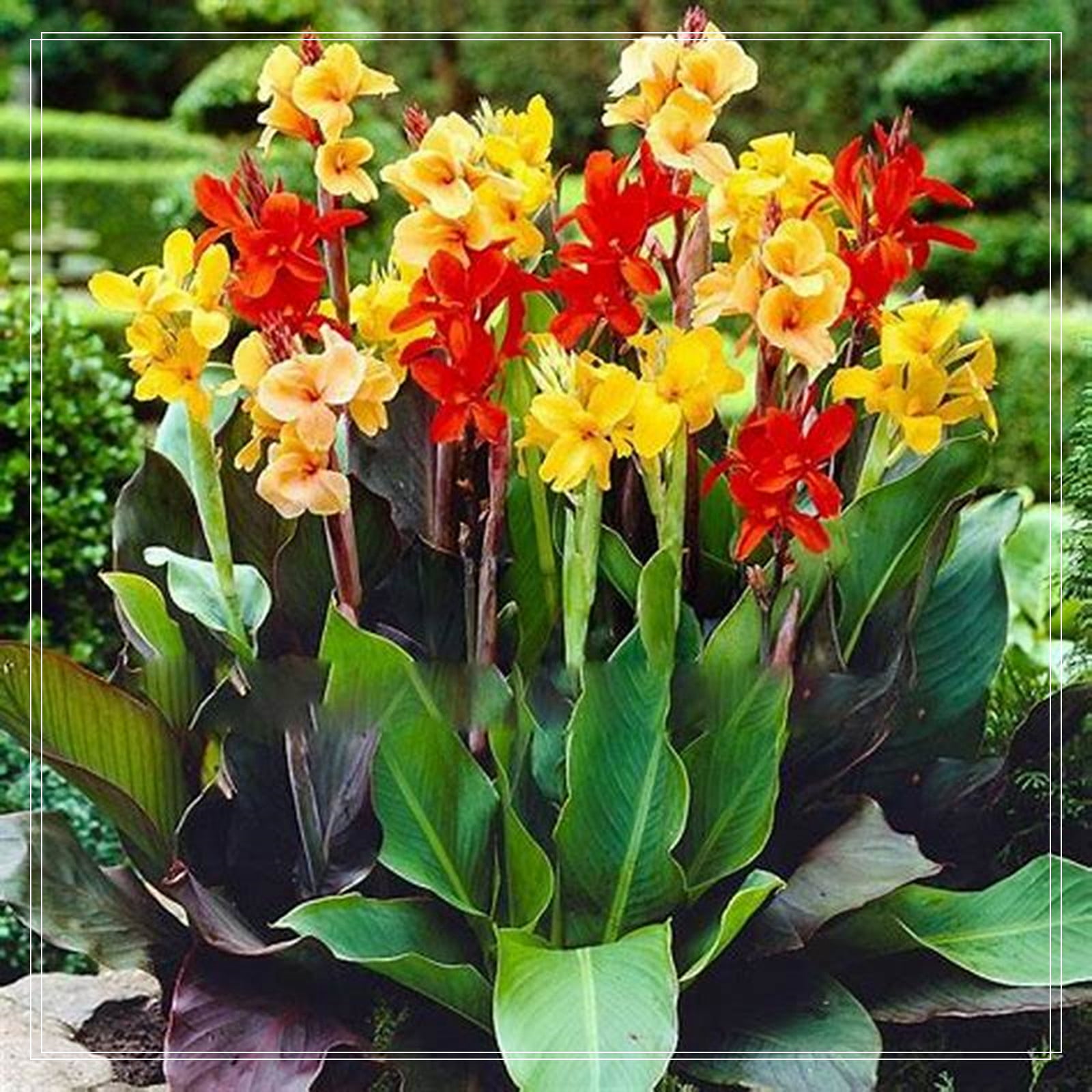 Canna Plant, Large Leaves Used In Gardens And Home Gardens. Rhizome ...