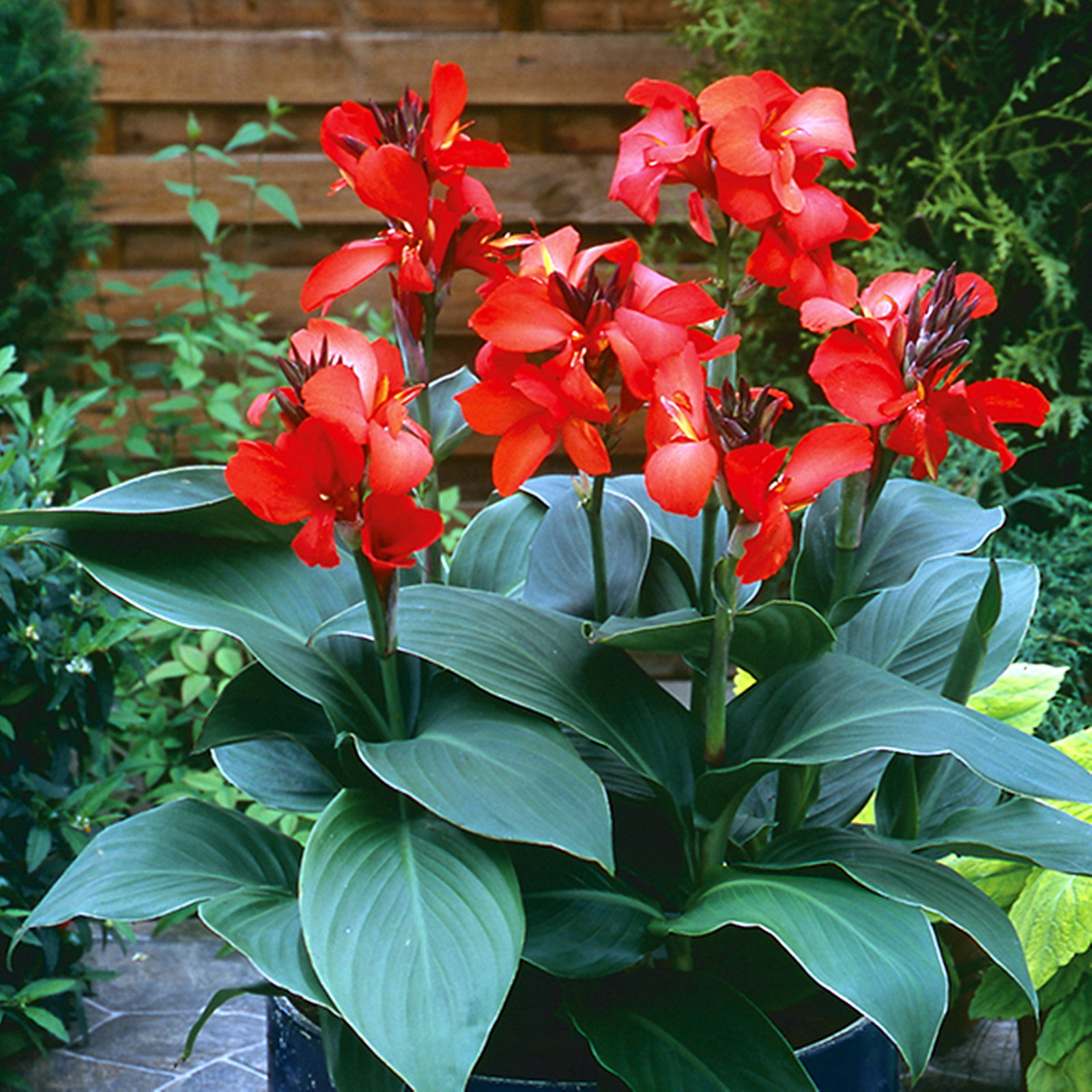 Canna Planting Bulbs,Attractive,Garden,Perennial Herbs,Ornamental ...