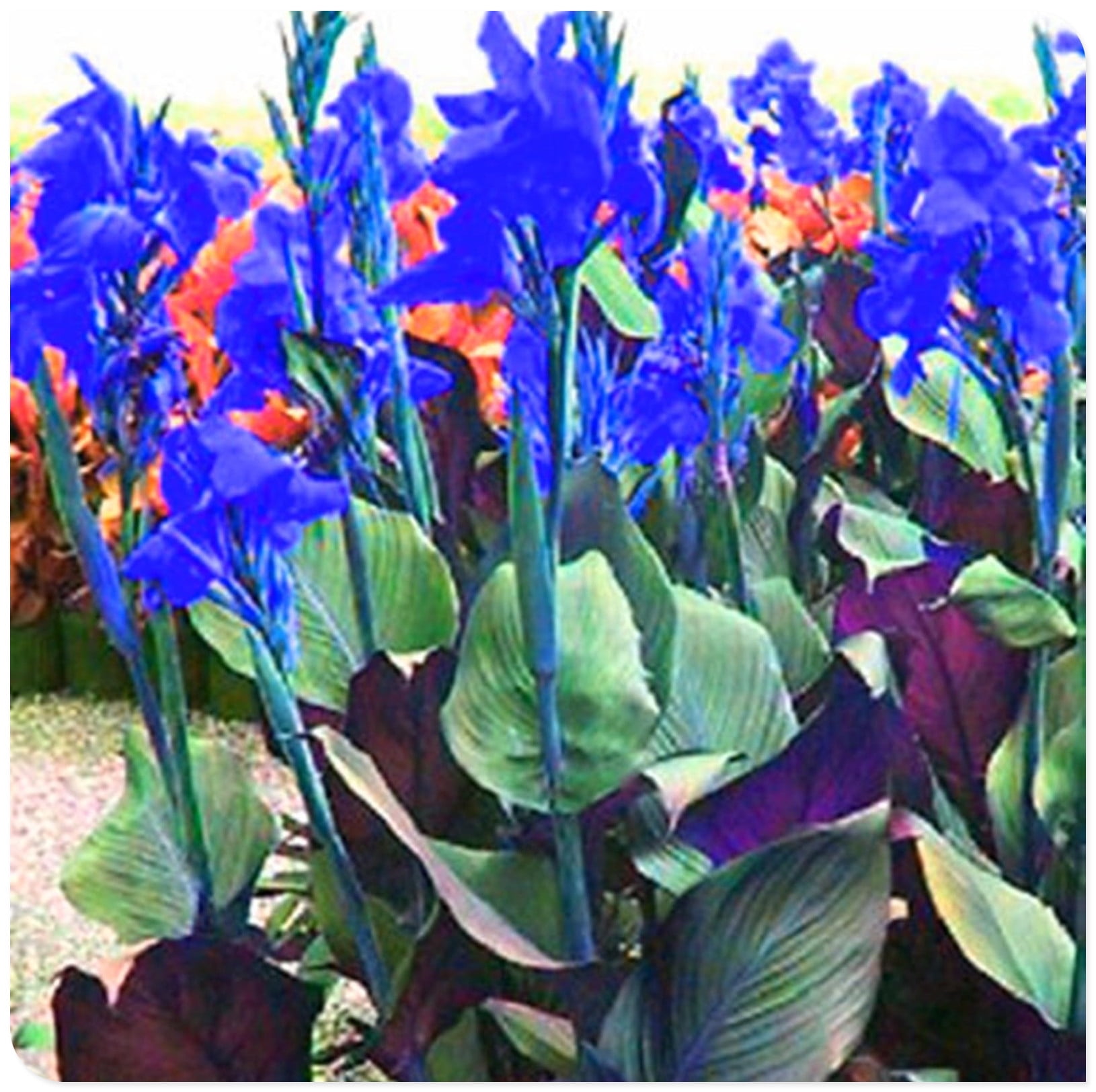 Canna Planting Bulbs,Attractive,Ornamental Experience,Garden,Perennial ...