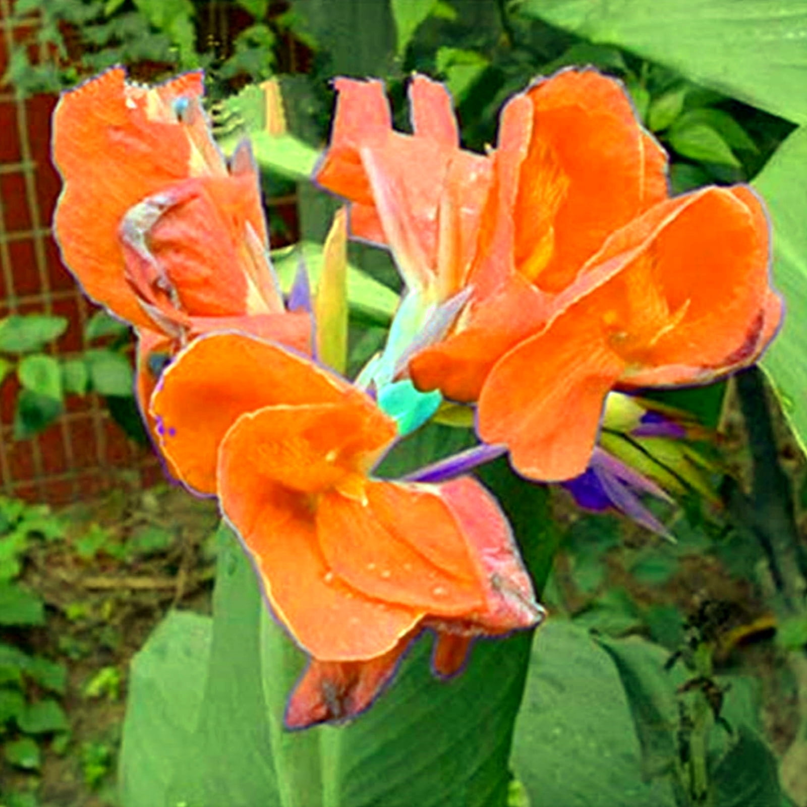 Canna Planting Bulbs,Perennial Herbs,Ornamental Experience,Attractive ...