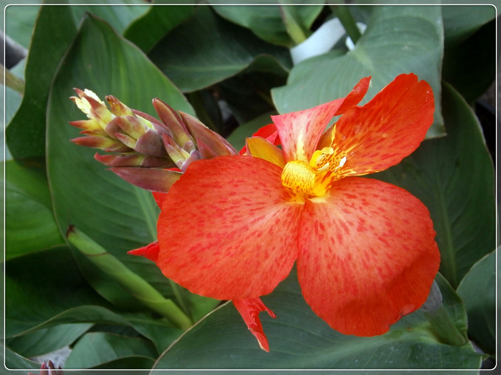 Canna Surprise to Grow Pots to Grow Fall or Spring Indoor or Outdoor ...