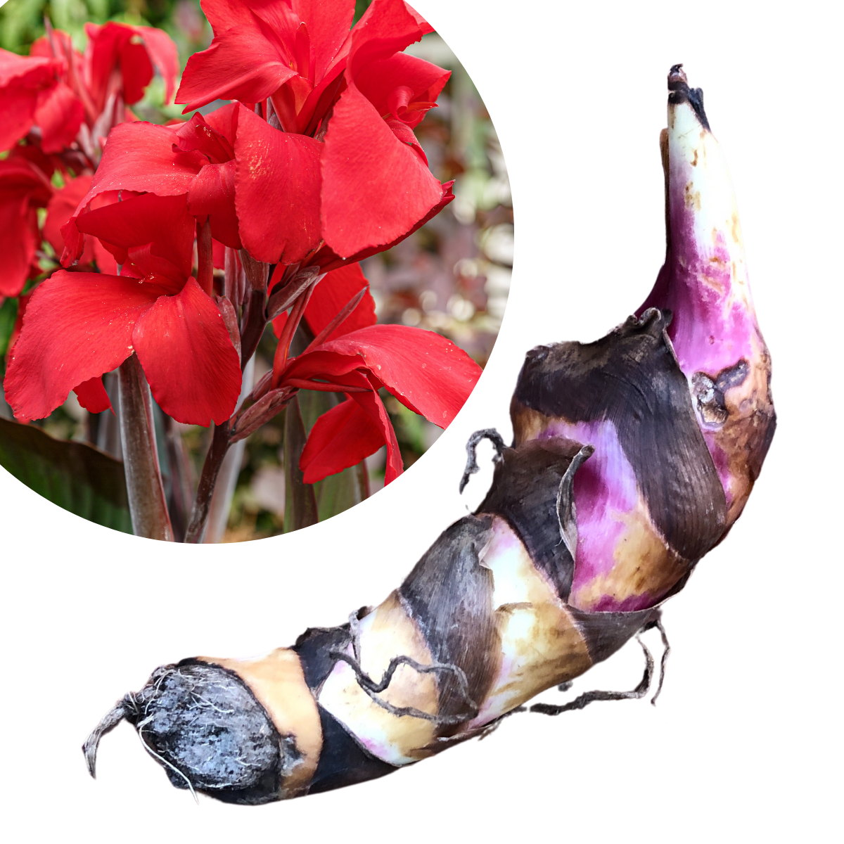 Canna lily (Canna spp.) Organic Bare Root Bulb by Smoke Camp Crafts ...