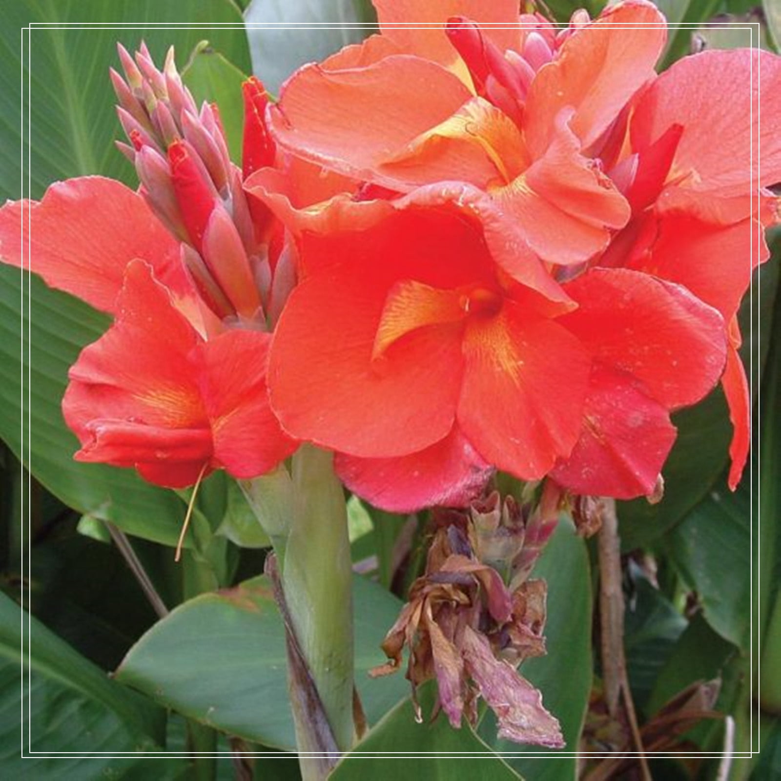 Canna lily Plant, Large Leaves Used In Gardens And Home Gardens. Grows ...