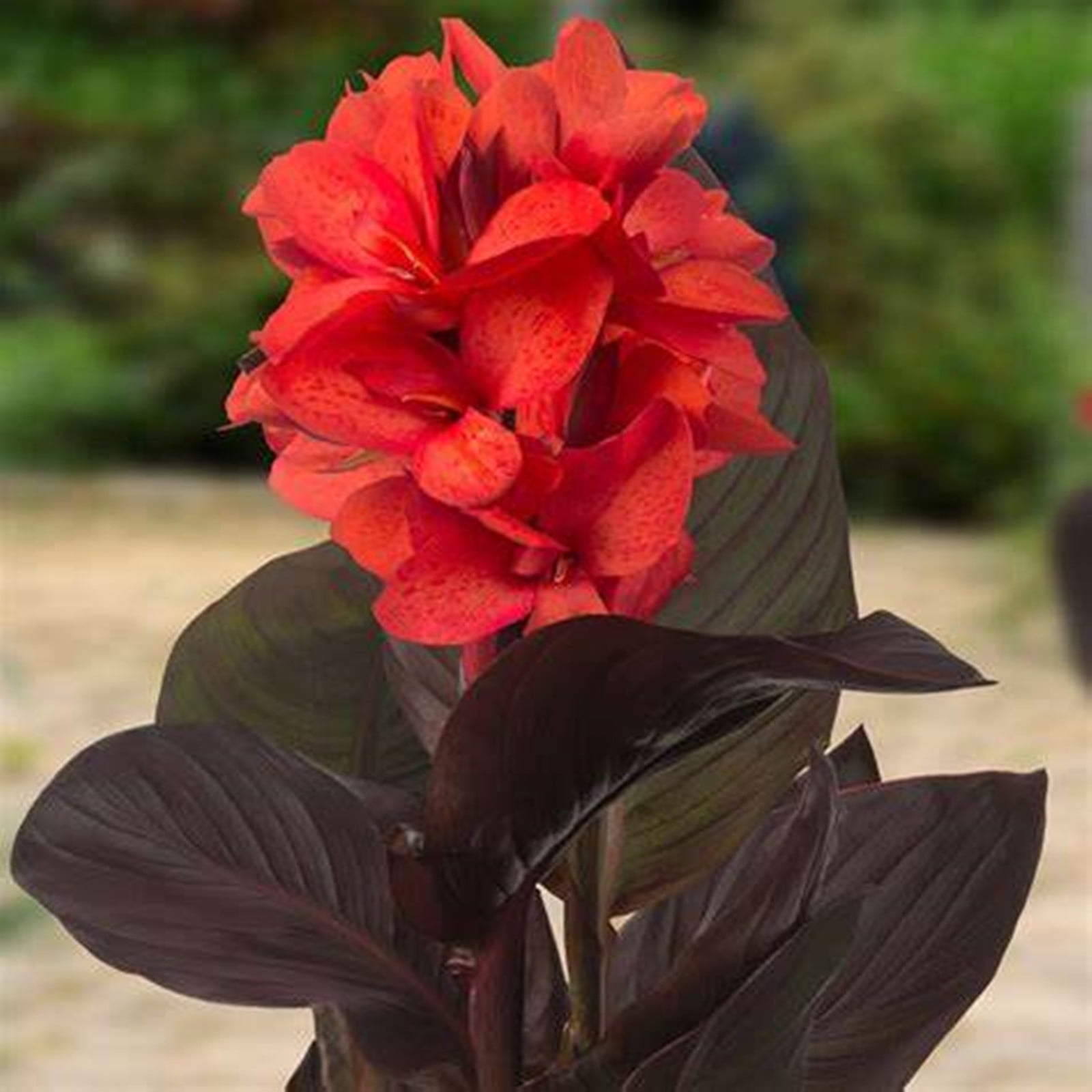 Canna lily Plant, Large Leaves Used In Gardens And Home Gardens ...
