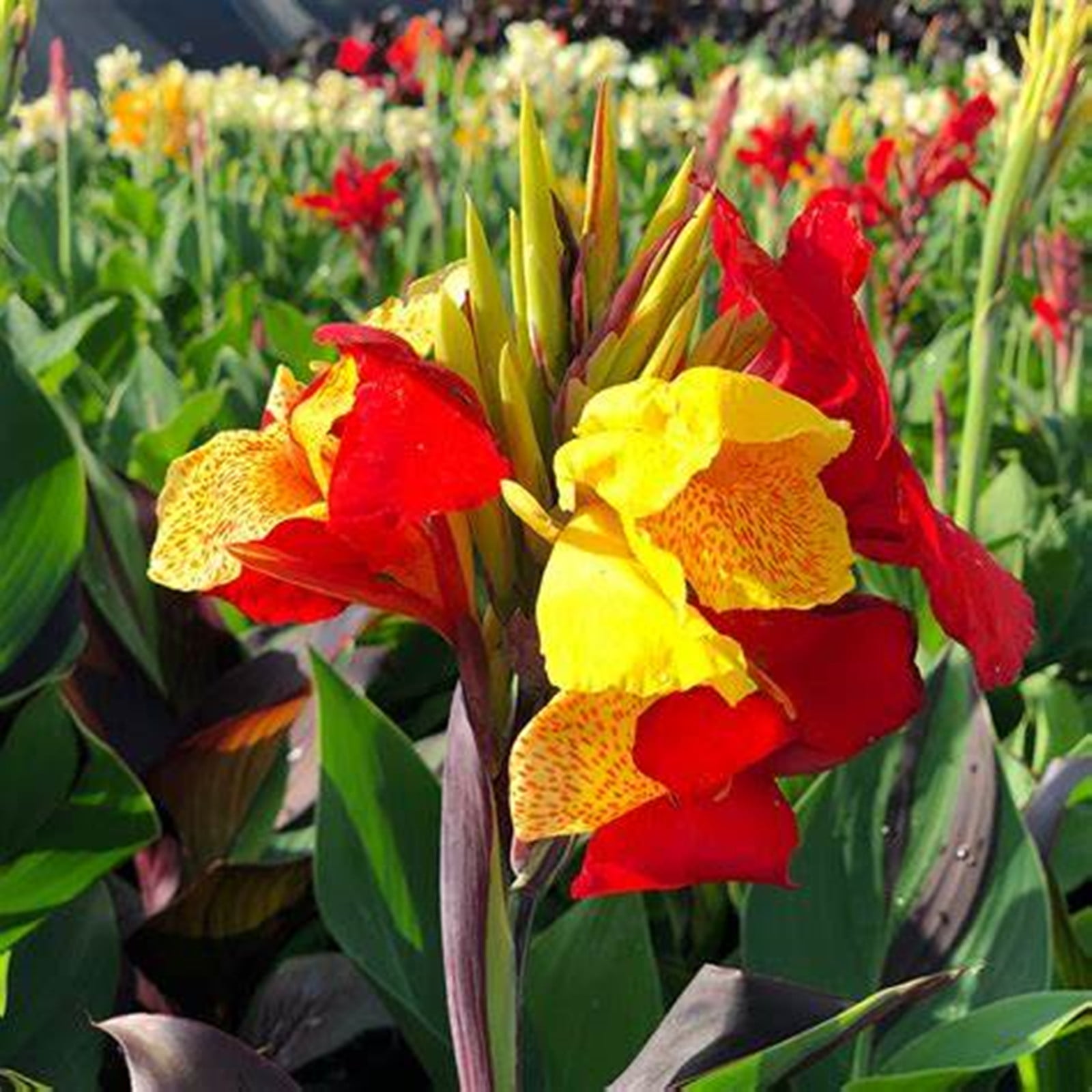 Canna lily Plant, Large Leaves Used In Gardens And Home Gardens ...