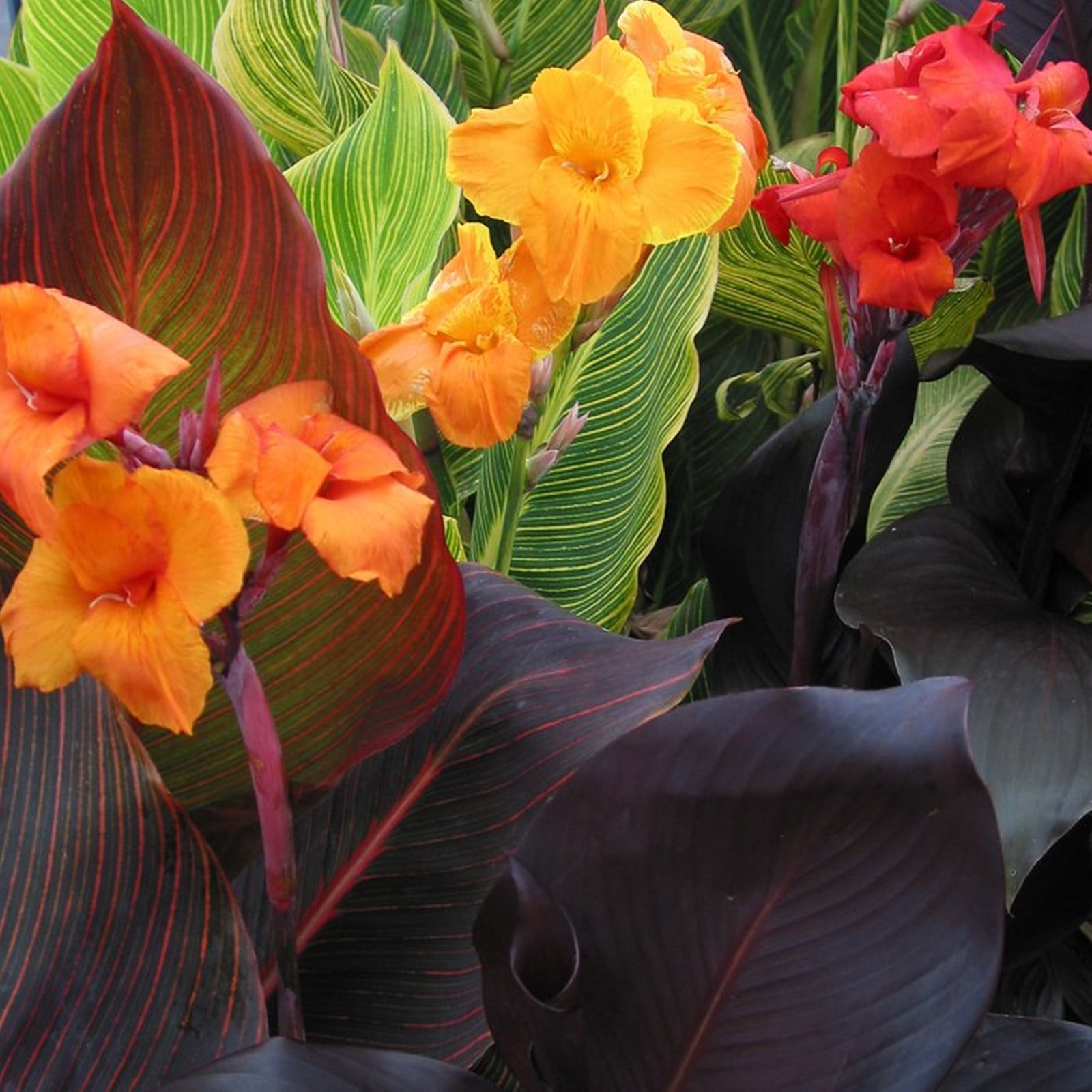 Canna lily Plant, Large Leaves Used In Gardens And Home Gardens. Grows ...