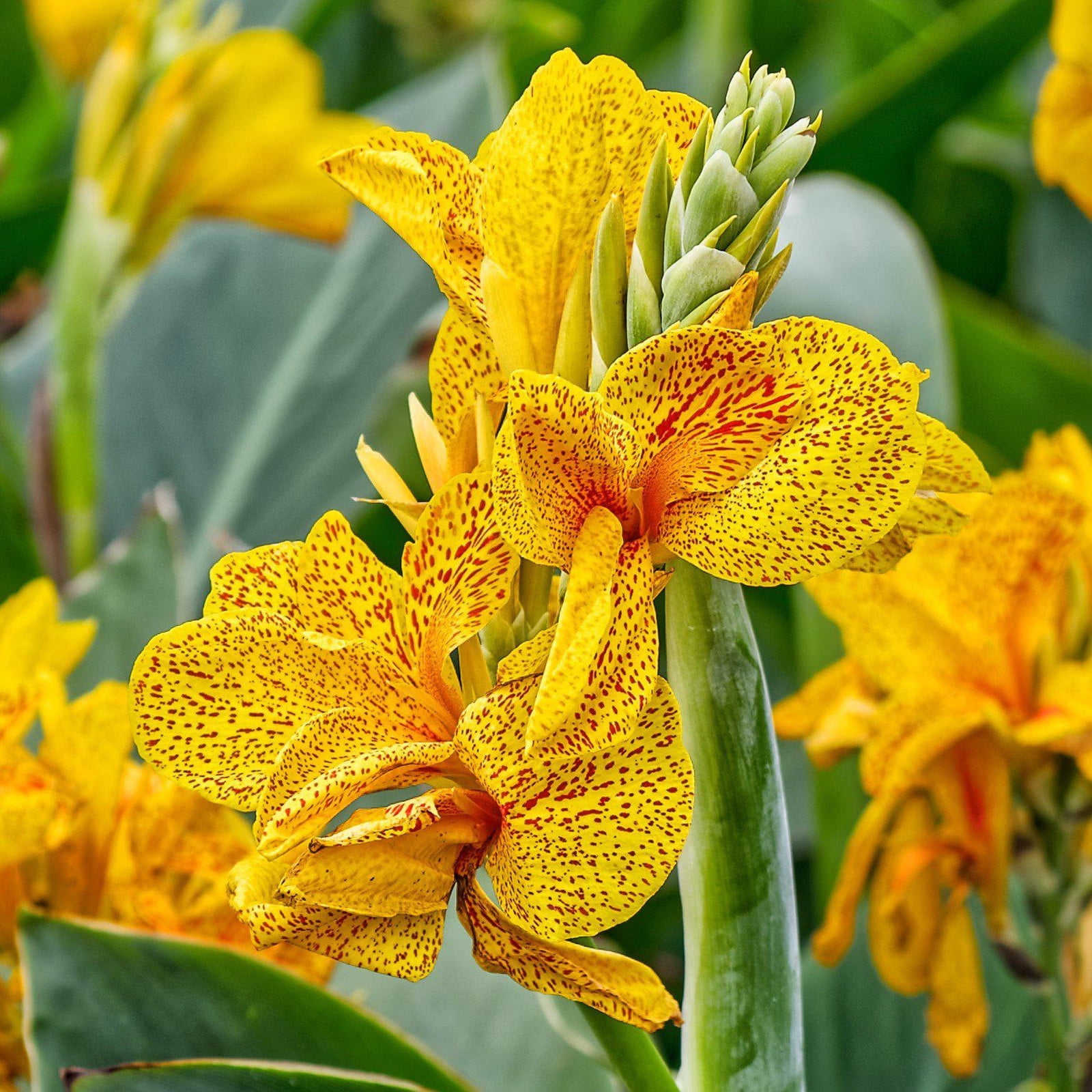 Canna lily Plant, Large Leaves Used In Gardens And Home Gardens. Canna ...
