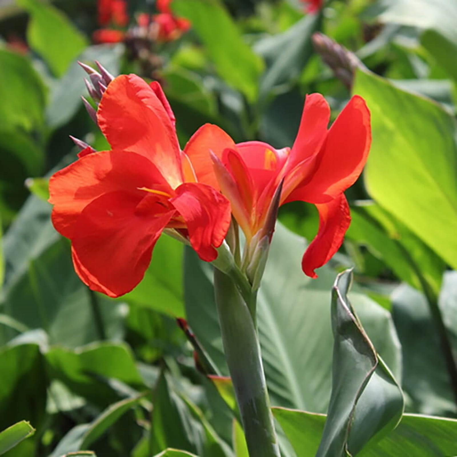 Canna lily Plant, Large Leaves Used In Gardens And Home Gardens. Canna ...
