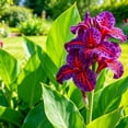 Canna seeds—adaptable to various soil types, featuring rich fragrance ...