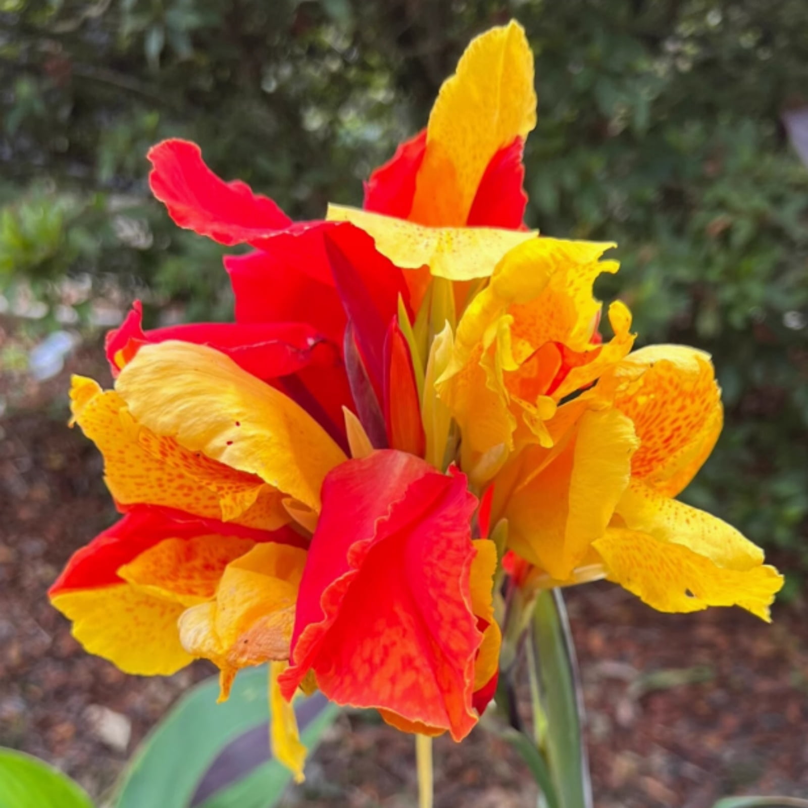 Canna suitable for outdoor planting, air purifier, garden decoration ...