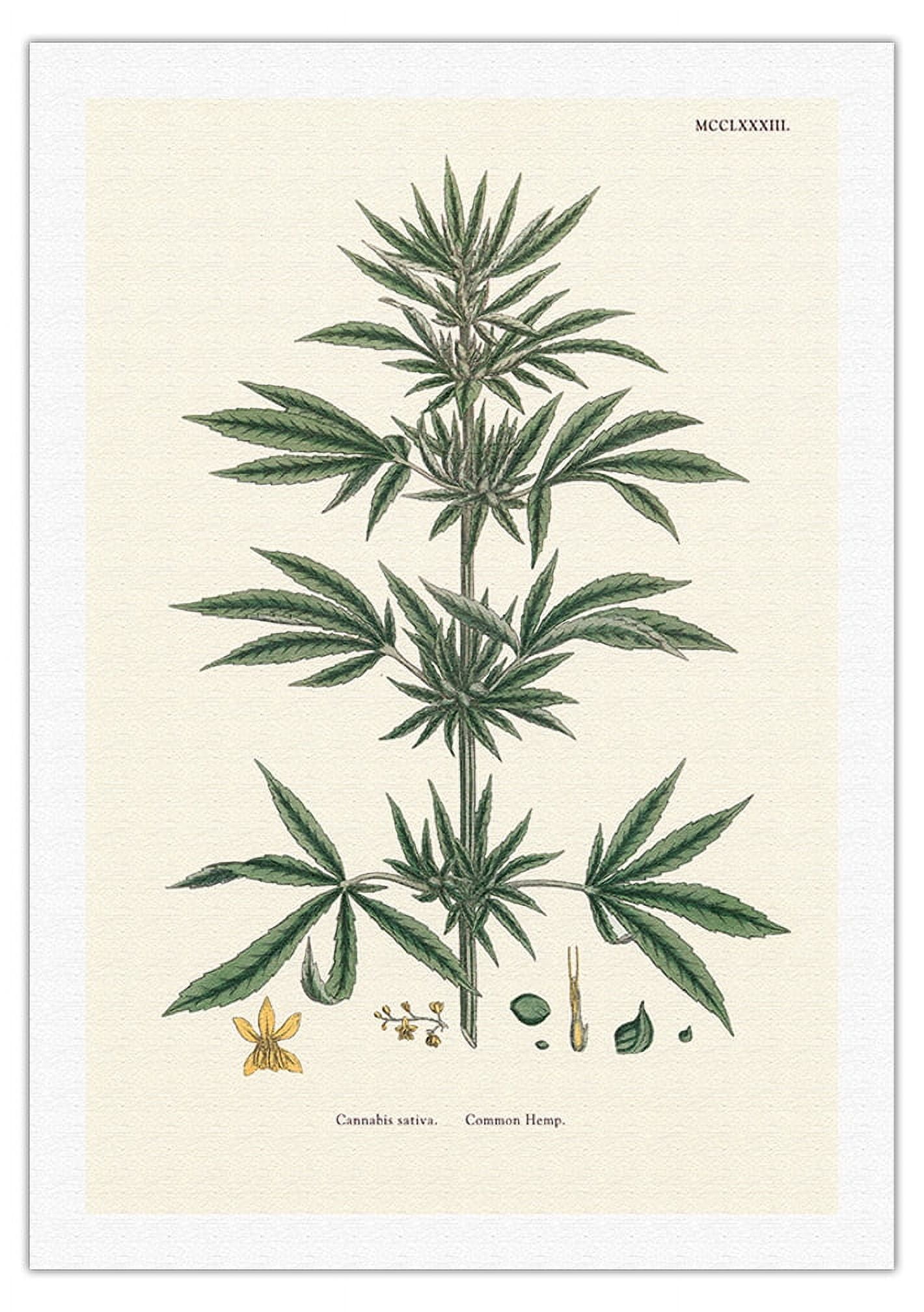 Cannabis Sativa - Common Hemp - Hand Colored - Vintage Botanical ...