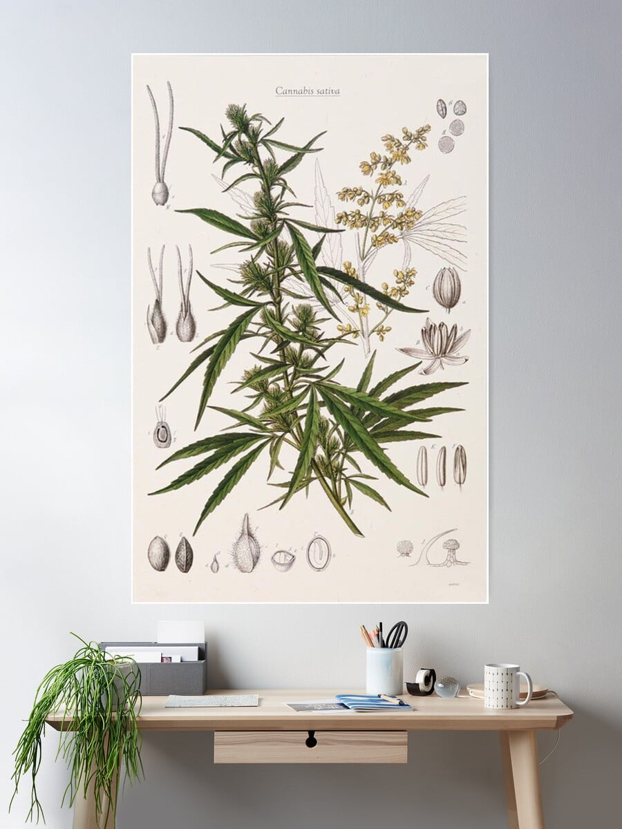 Cannabis Sativa - French Botanical Entry Poster Wall Art, Modern Wall ...