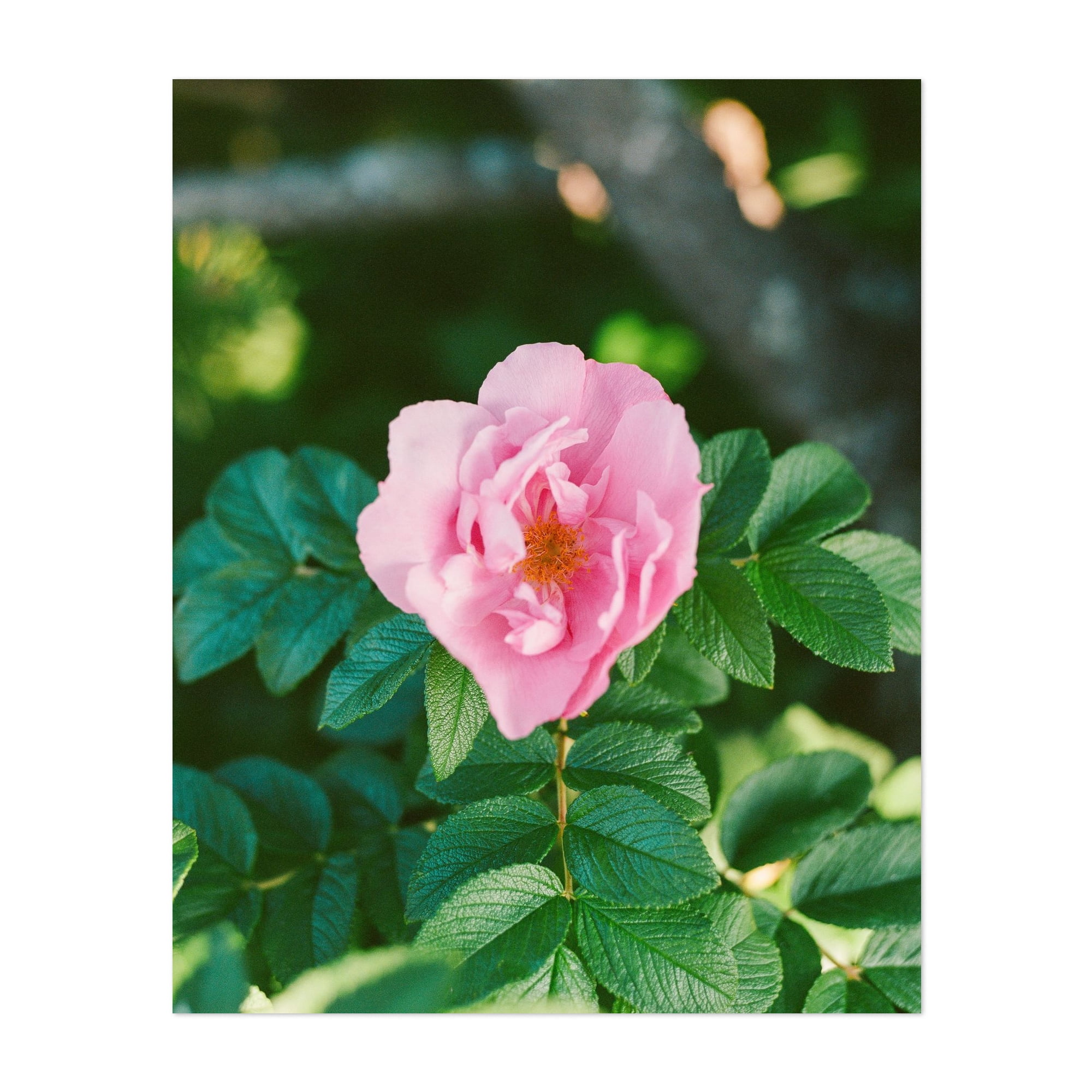 Cannon Beach Blooms VI - Cannon Beach Oregon Photography Floral Flowers ...