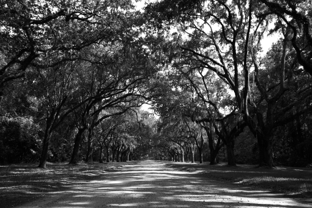 Canopy of Trees Savannah Georgia Street B&W Photo Photograph Cool Wall ...