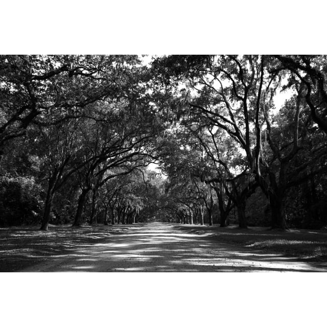 Canopy of Trees Savannah Georgia Street B&W Photo Photograph Cool Wall ...