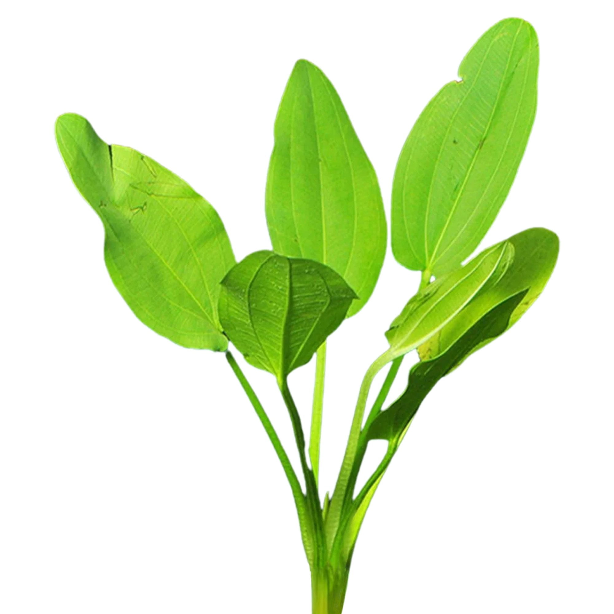 Canton Aquatic Radican Sword Live Aquarium Plants - Easy to Maintain ...
