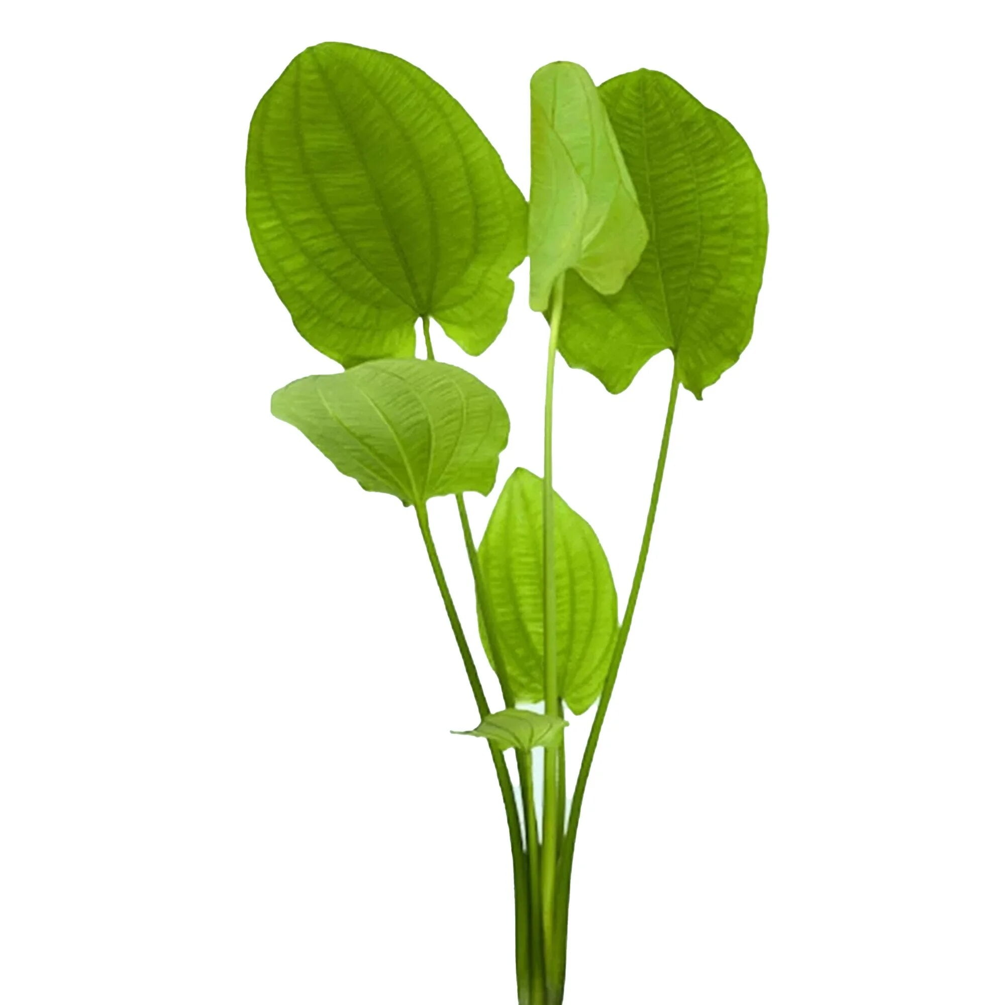 Radican Sword (Echinodorus Cordifolius) Size: Small 5-8 Inches Live ...