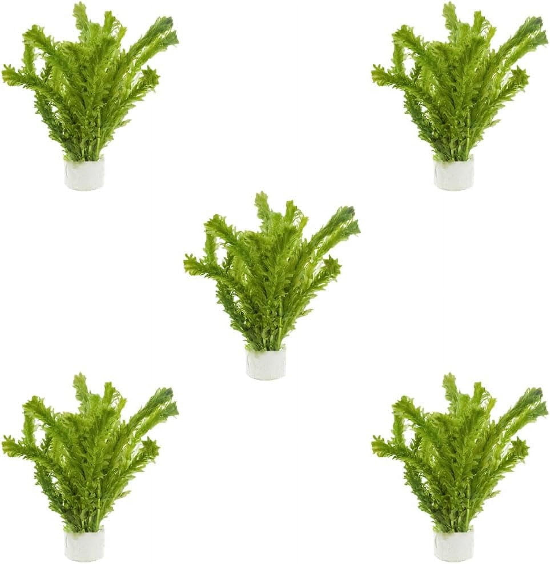 Canton Aquatics Anacharis Egeria Densa - Fast Growing live Aquarium ...