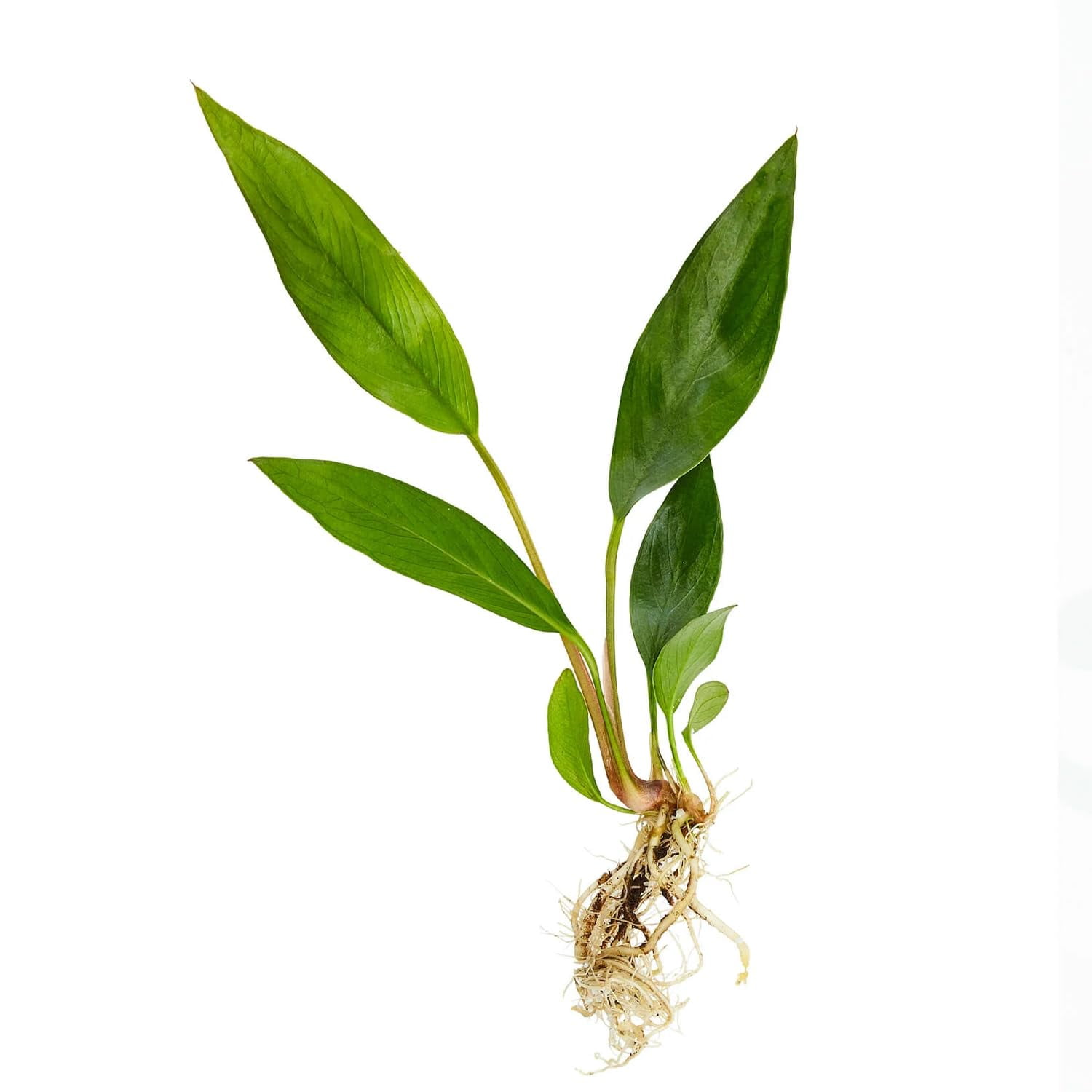 Canton Aquatics Anubias Frazeri Small- Easy to Care Live Aquatic Plant ...
