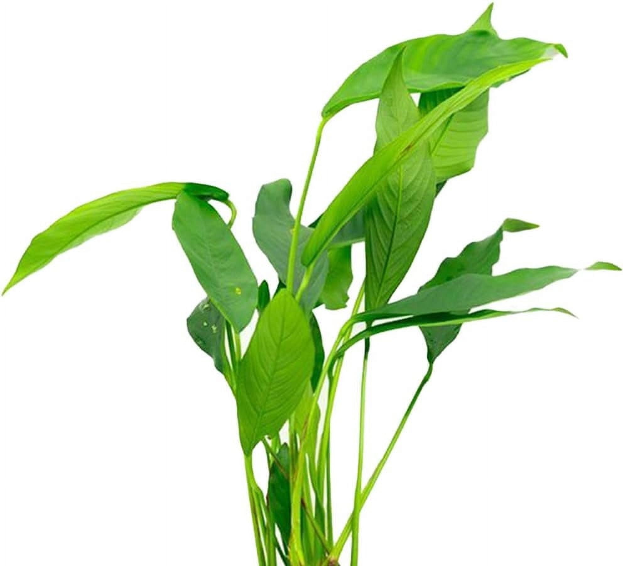 Canton Aquatics Anubias Heterophylla Lanceolata Bare Root- Flowering ...