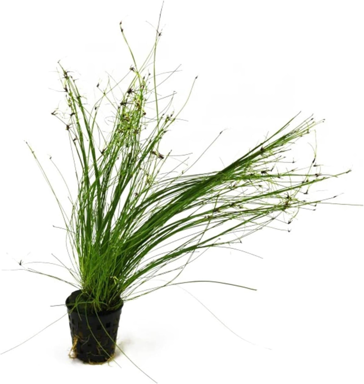 Canton Aquatics Live Hairgrass Eleocharis Vivipara - Removing Excess ...