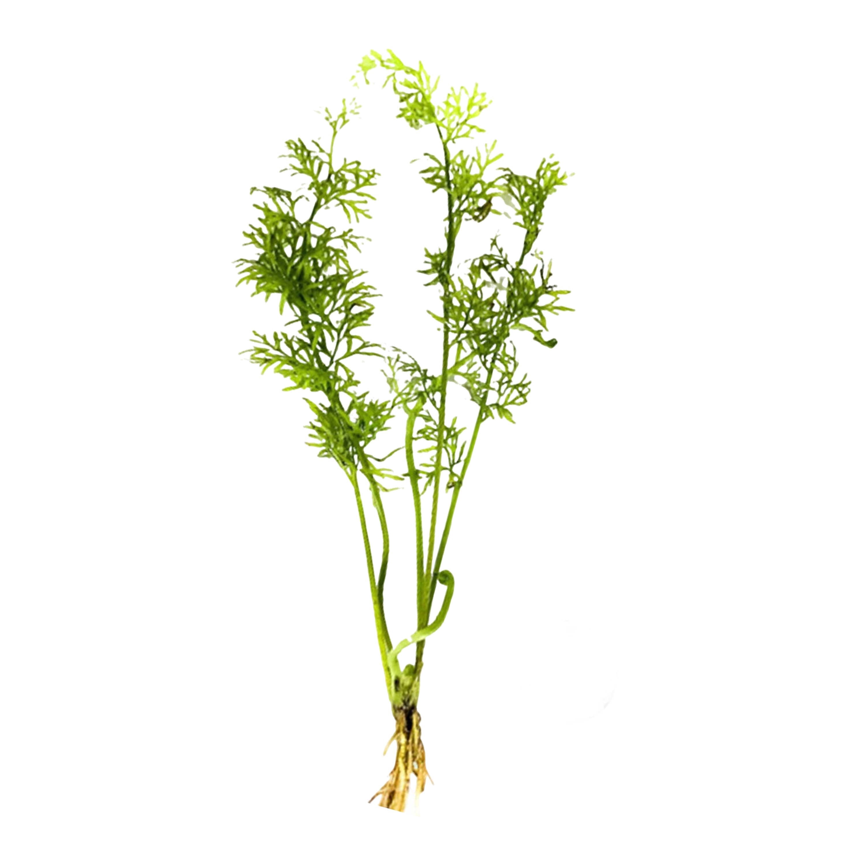 Canton Aquatics Water Sprite (Indian Fern) Live Aquarium Plants – Fast ...