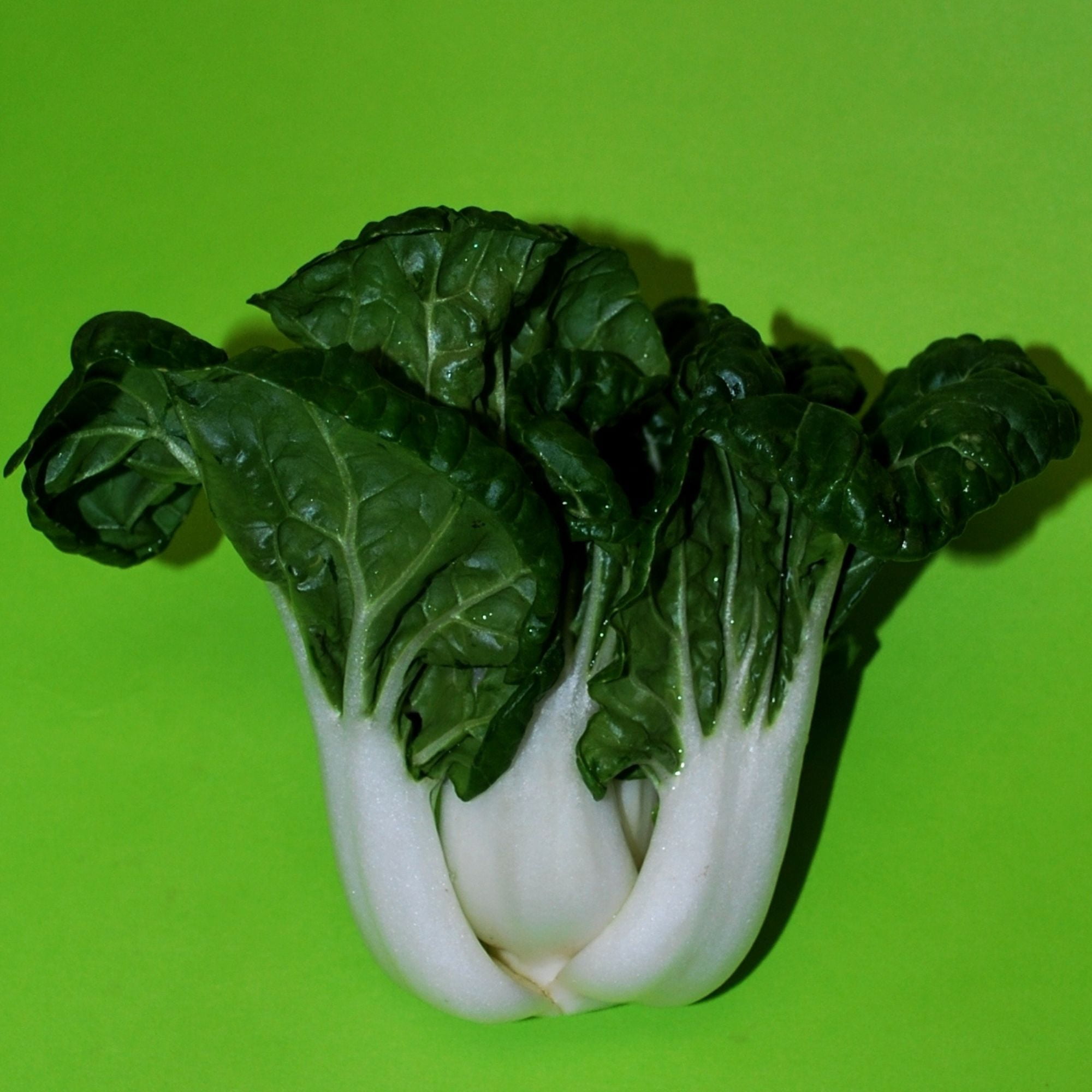Canton White Pak Choi 25 Lb ~4,500,000 Seeds – Brassica rapa var ...