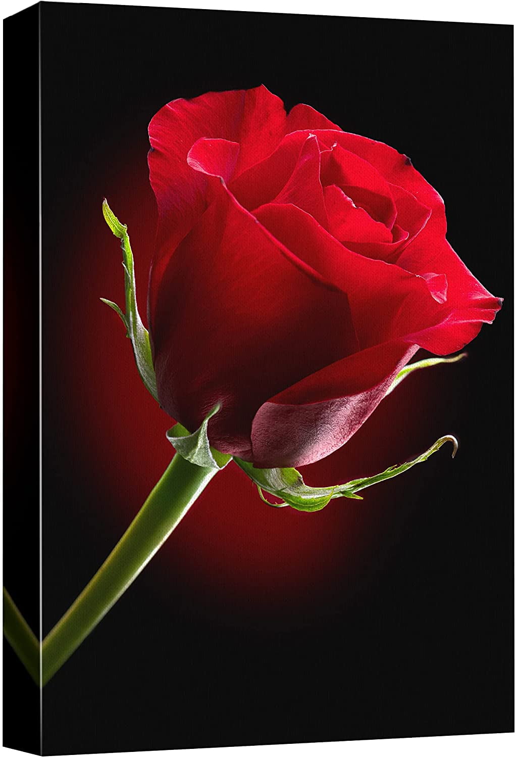 Canvas Prints Wall Art - Closeup of Red Rose Flower Against Black ...
