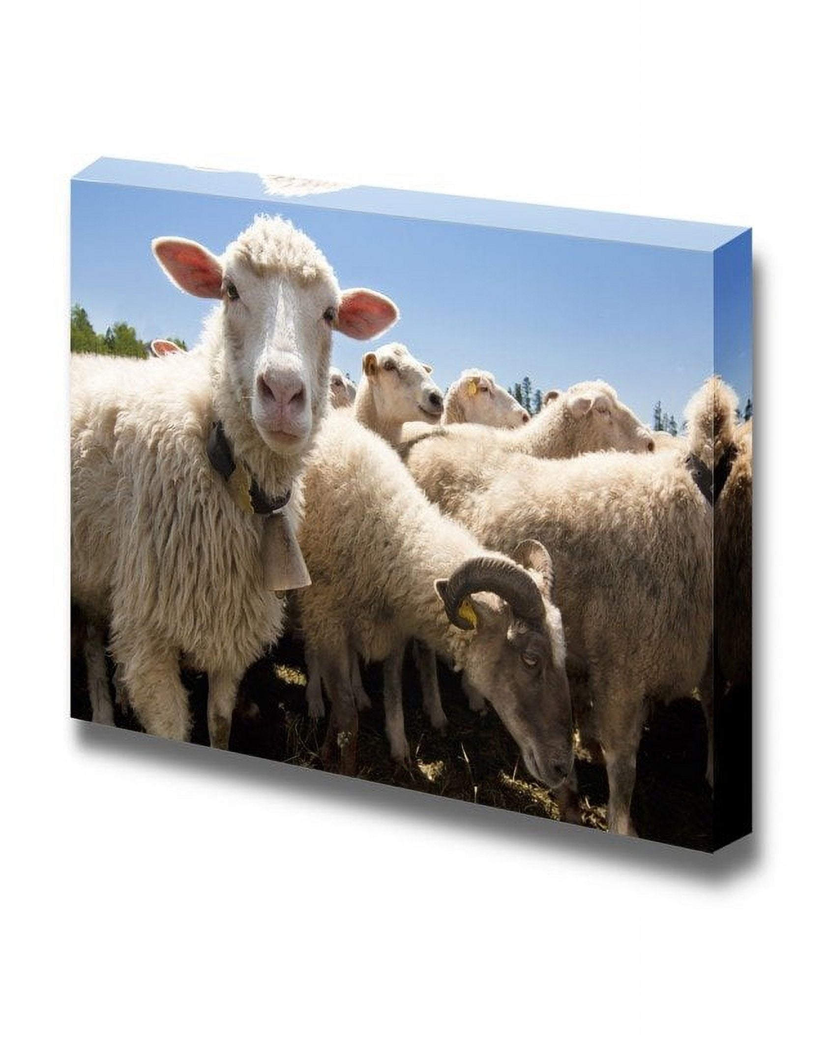 Canvas Prints Wall Art - Herd of Sheep on a Livestock Farm | Modern ...