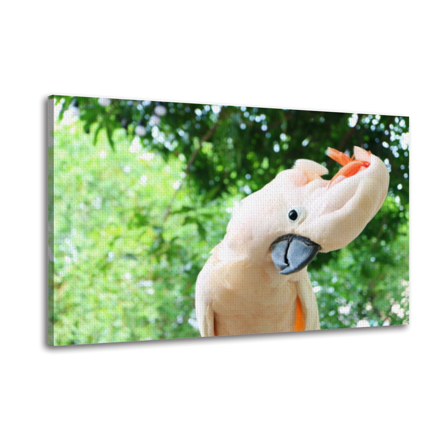 Canvas Wall Art Adorable Salmon crested Cockatoo Raising his Vibrant ...