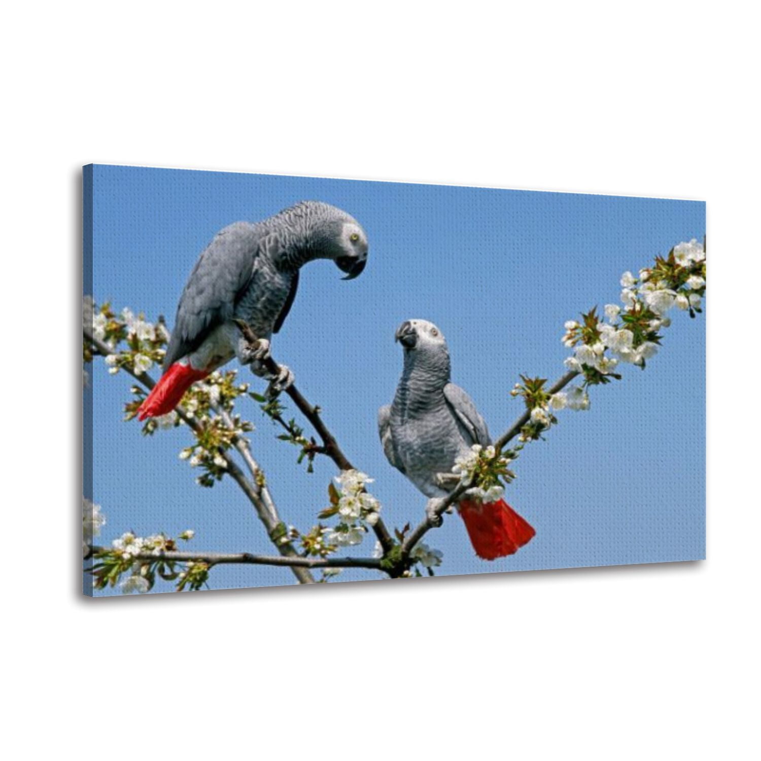 Canvas Wall Art African Grey Parrot psittacus erithacus Adults standing ...