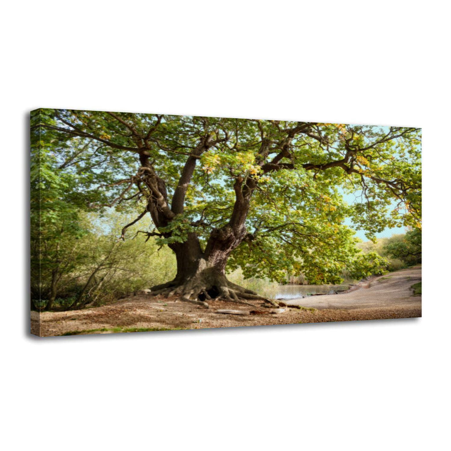 Canvas Wall Art Ancient Mighty Oak Tree Exposed Tangled Roots Wall ...