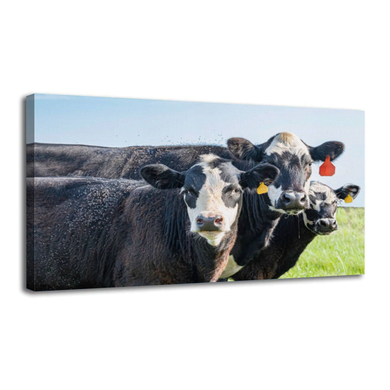 Canvas Wall Art Angus crossbred cow calves covered horn flies Wall ...