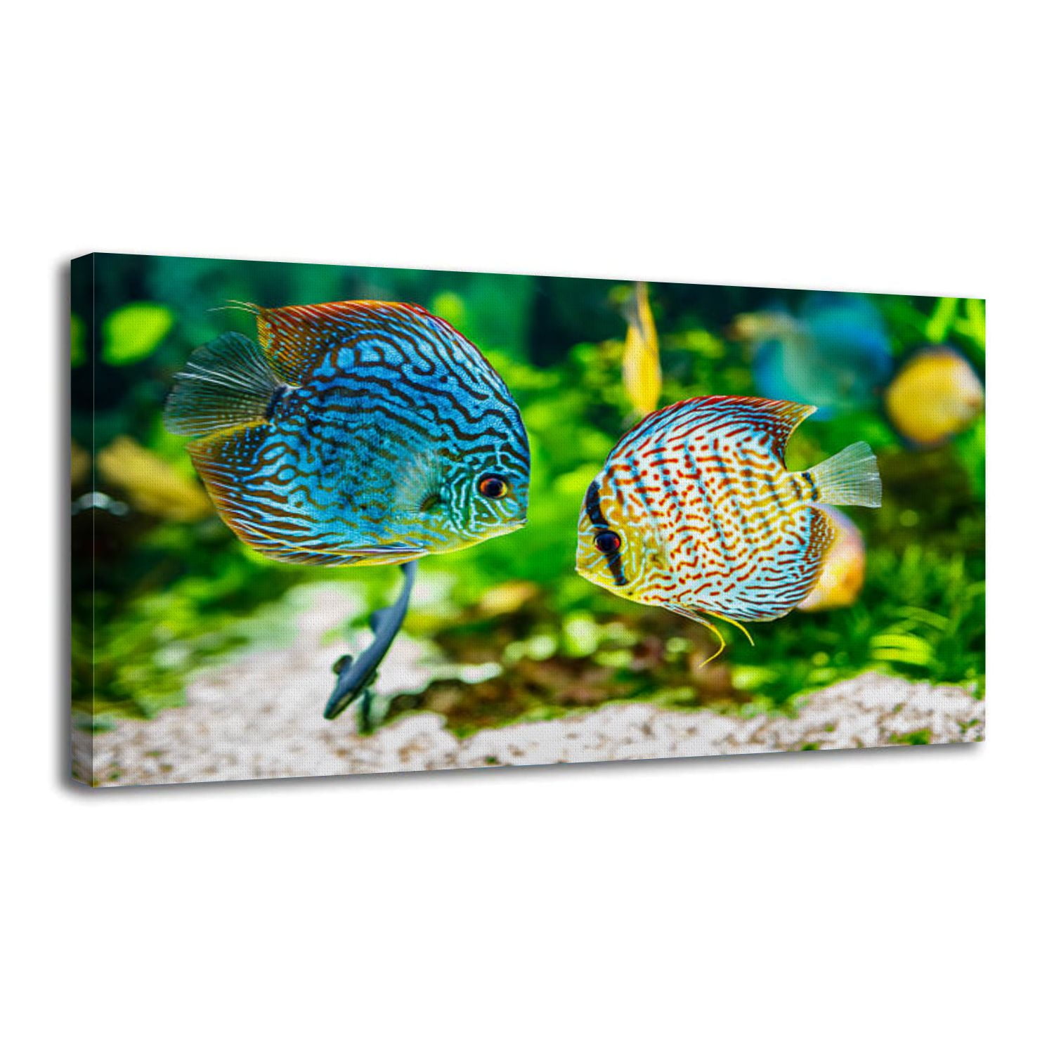 Canvas Wall Art Aquarium displaying two tropical fish symphsodon discus ...