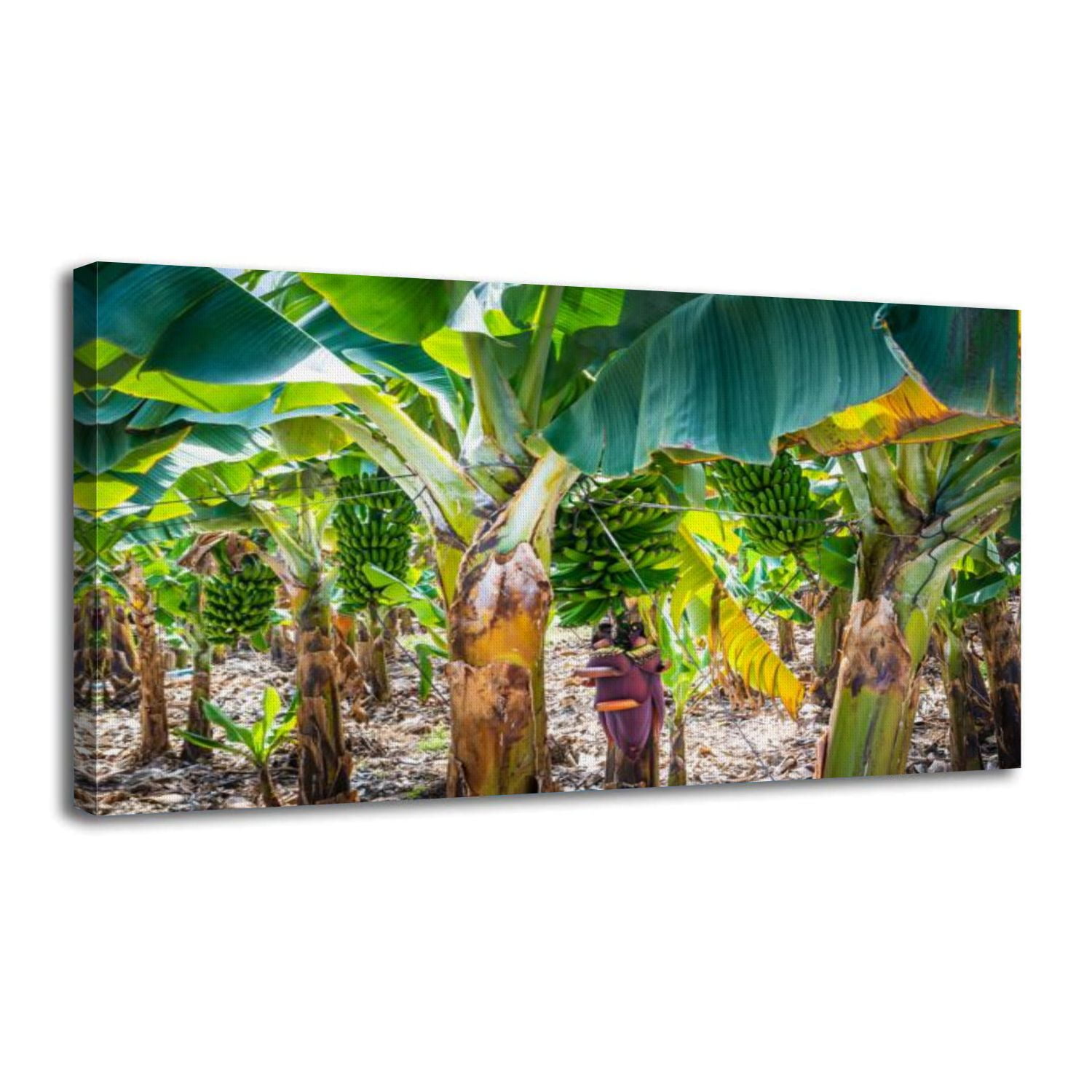 Canvas Wall Art Banana tree bunch growing green bananas banana flower ...
