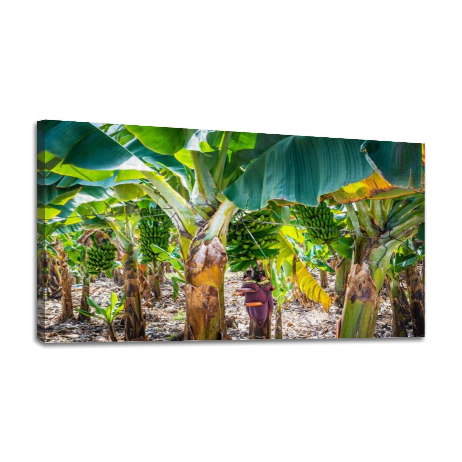 Canvas Wall Art Banana tree bunch growing green bananas banana flower ...