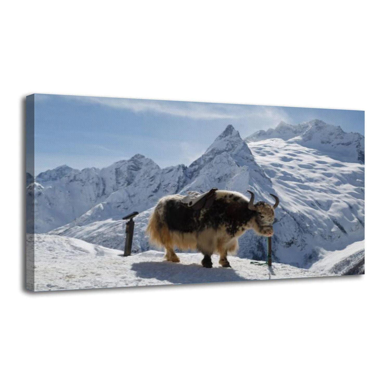 Canvas Wall Art Big shaggy yak stands tethered against beautiful white ...